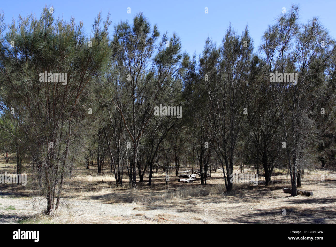 Canning river western australia hi-res stock photography and images - Alamy