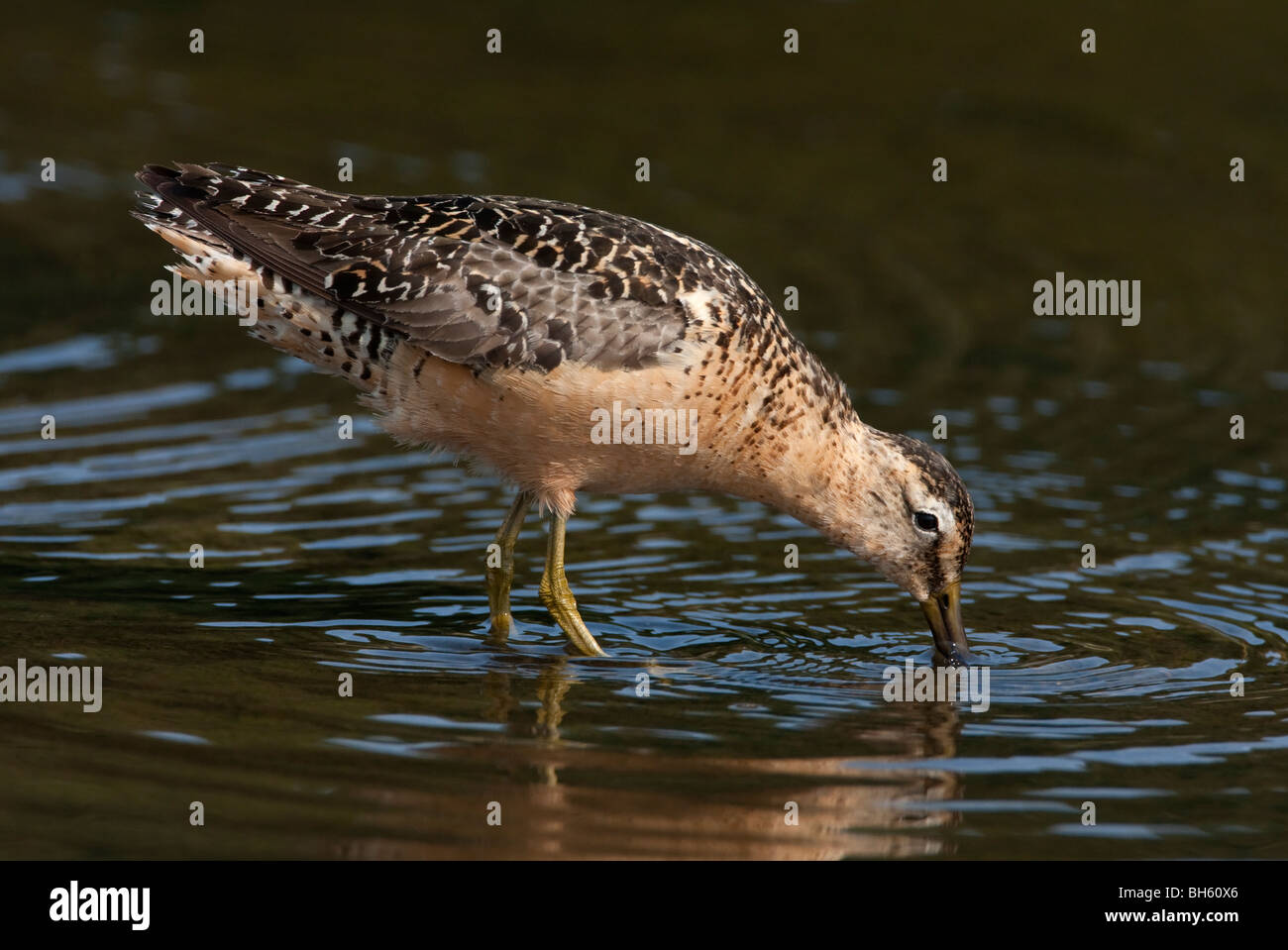 Long-billed Dowitcher Limnodromus scolopaceus feeding in shallow water ...
