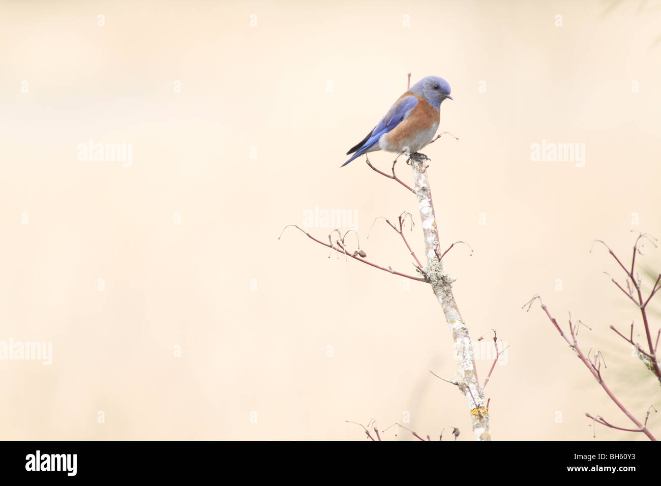 Bluebird in tree hi-res stock photography and images - Alamy