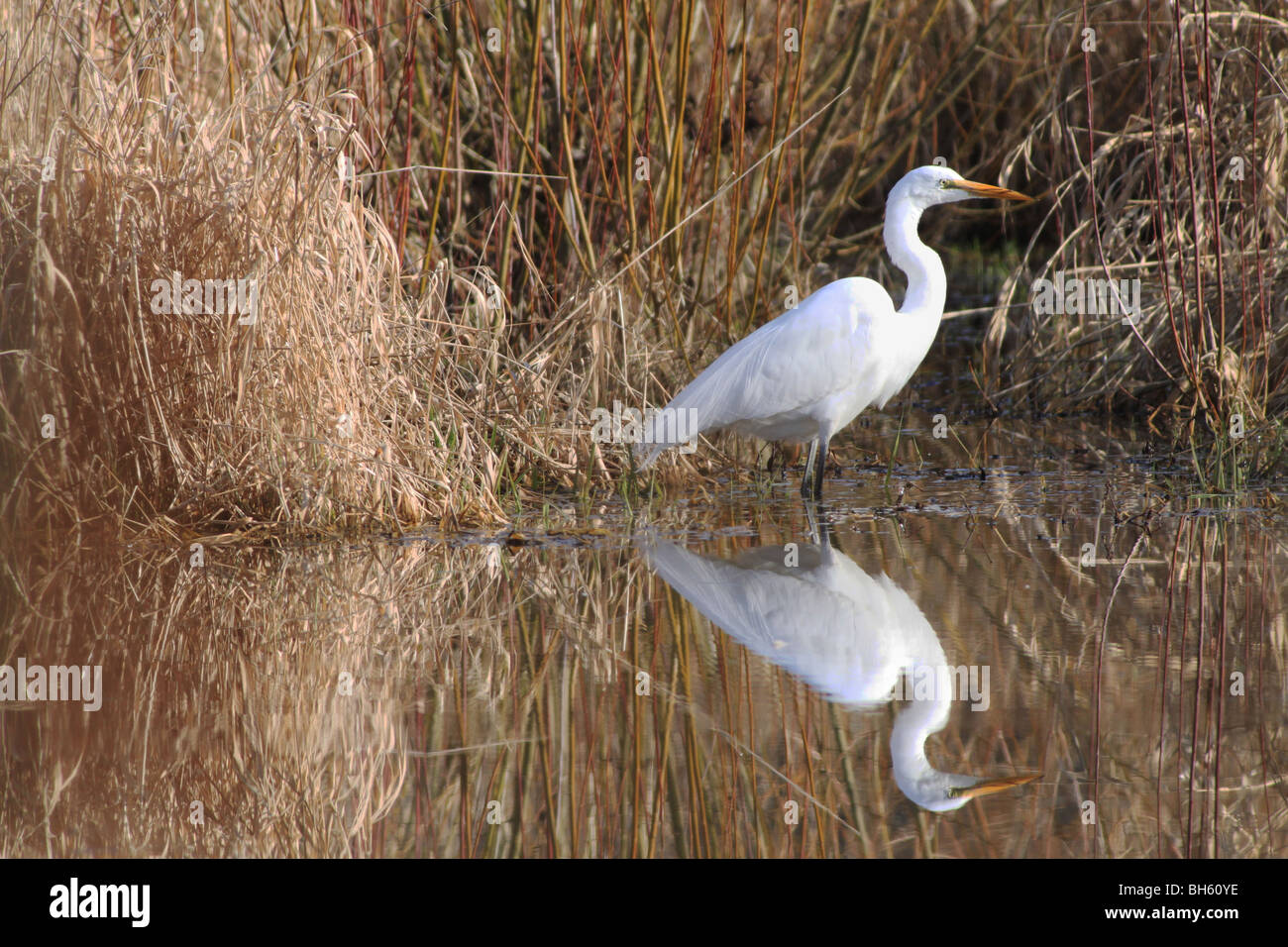 Great Egret reflection in an Oregon wetland Stock Photo - Alamy