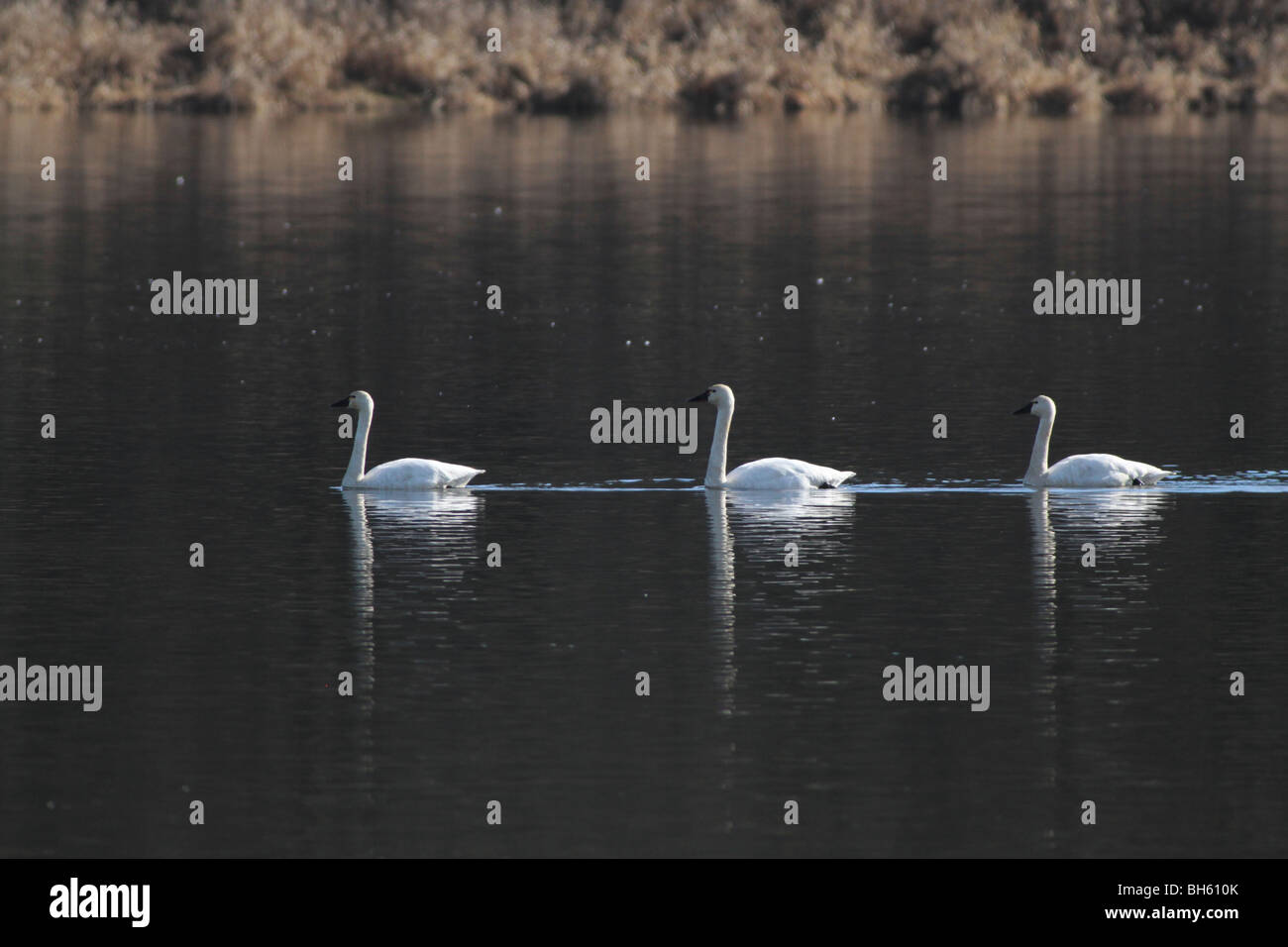 Tundra Swan moving across a Washington wetland Stock Photo - Alamy