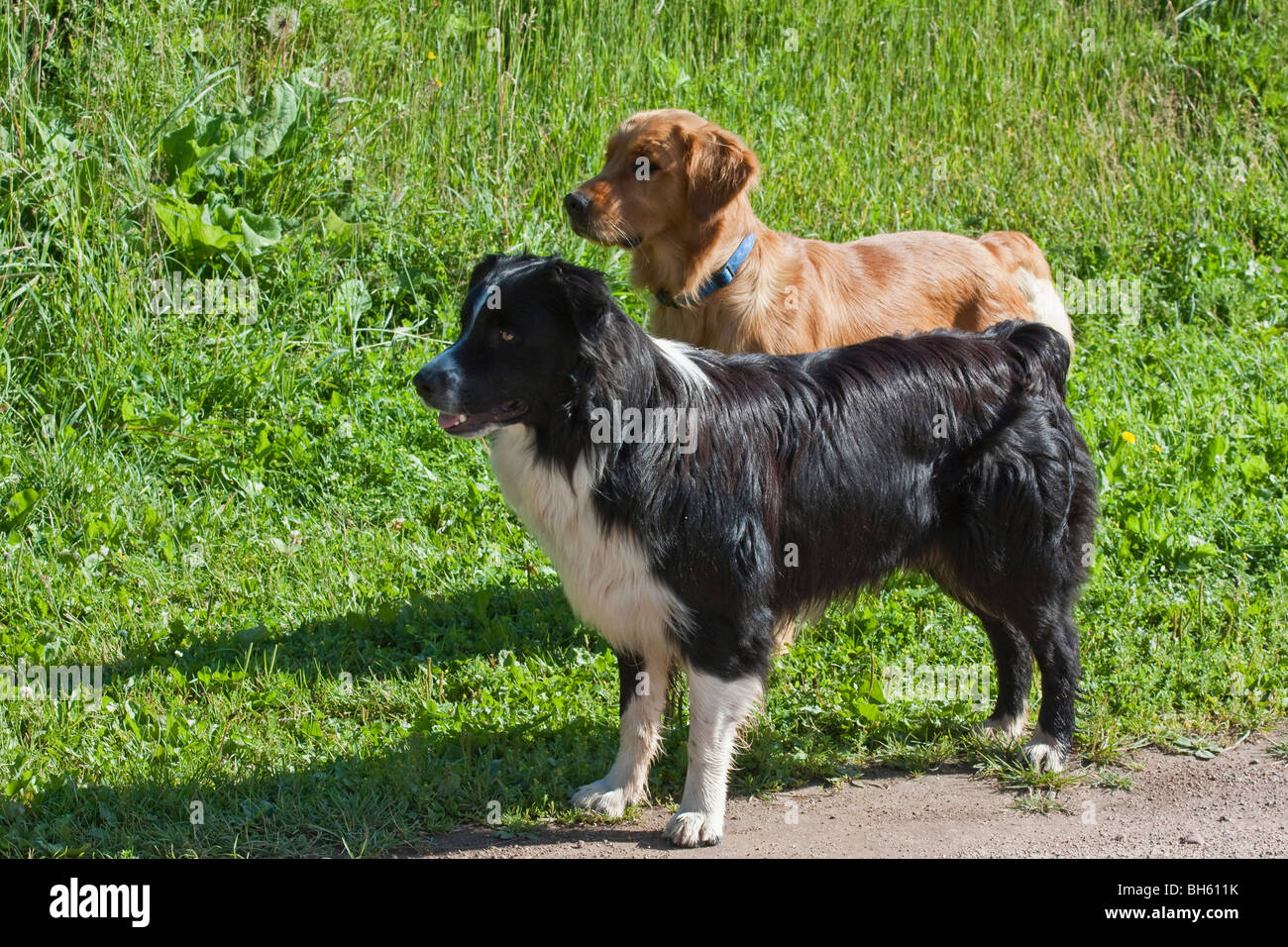 Two domestic dogs outdoors in Michigan USA US overhead from above top ...