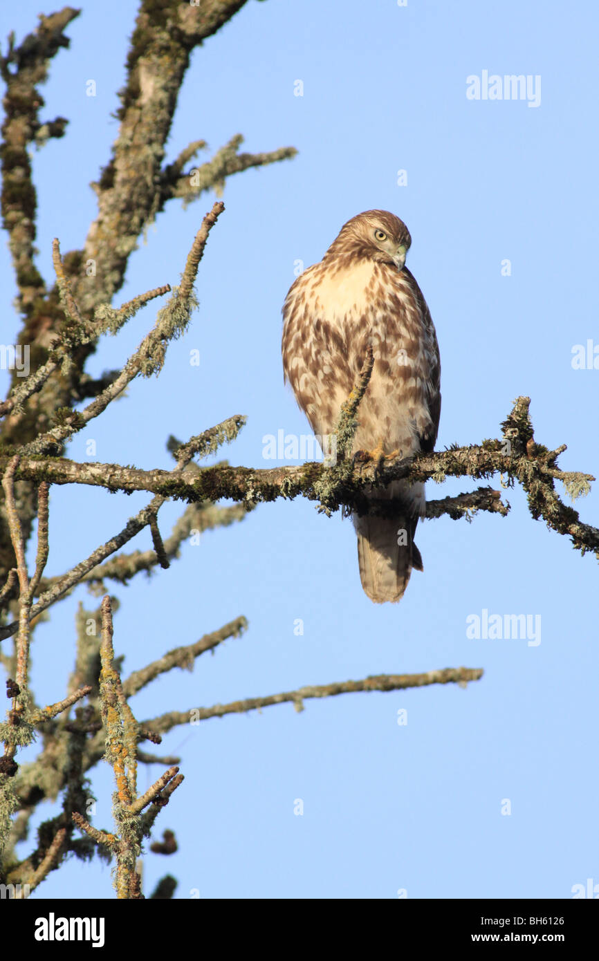 Red tailed hawk perched hi-res stock photography and images - Alamy
