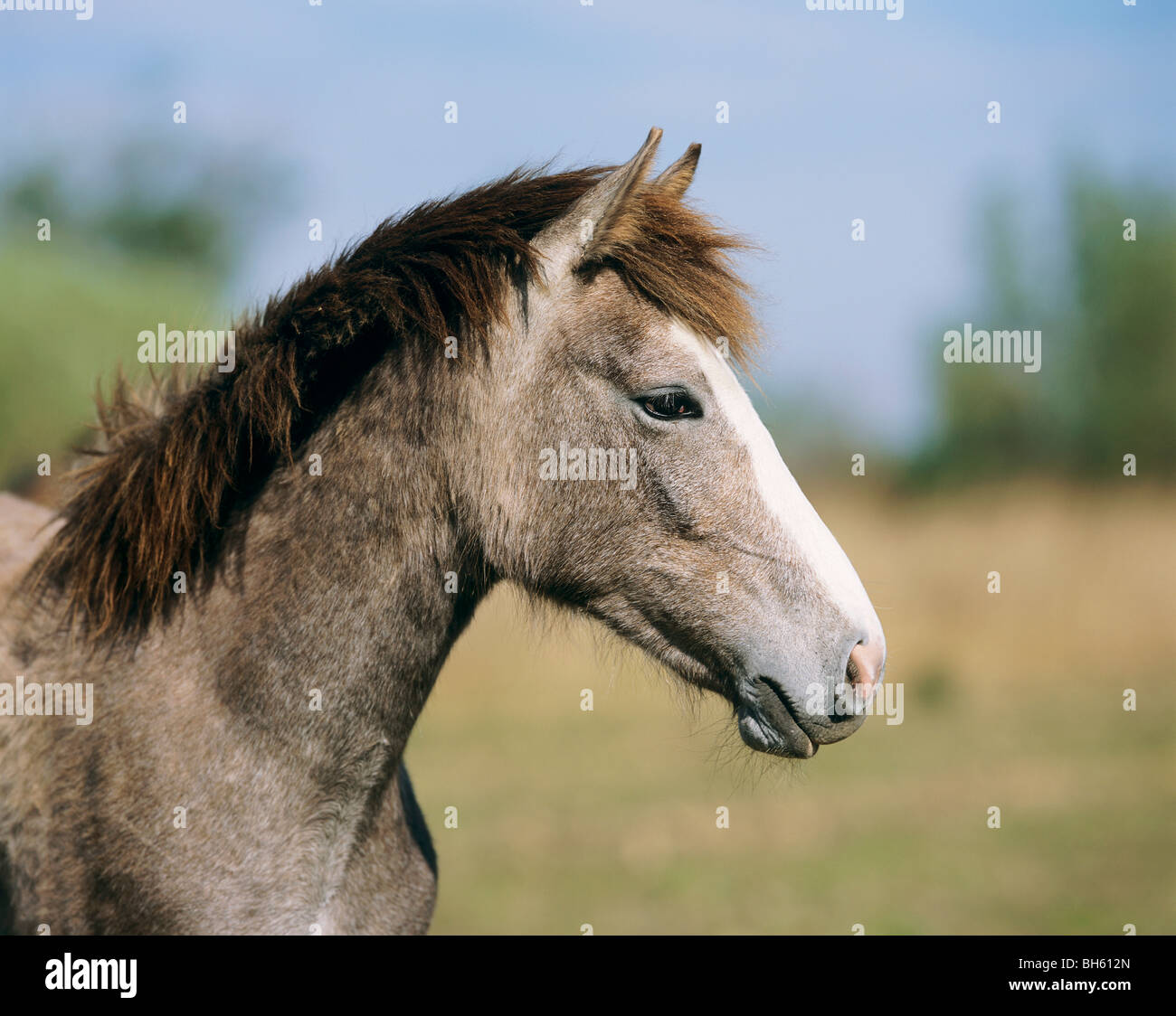 Lusitano horse - portrait Stock Photo - Alamy