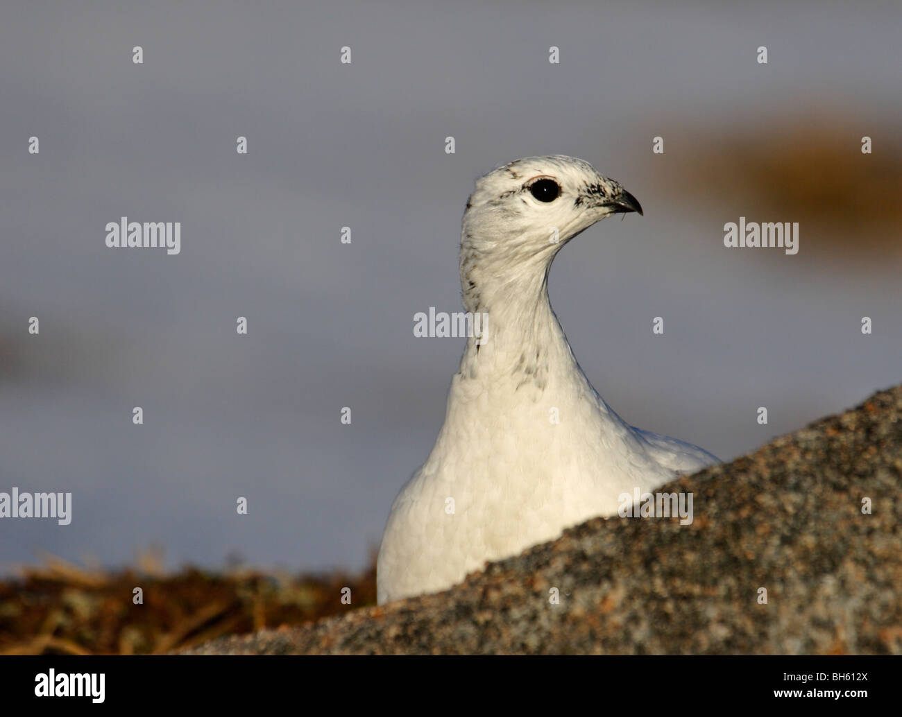 From behind rock hi-res stock photography and images - Alamy