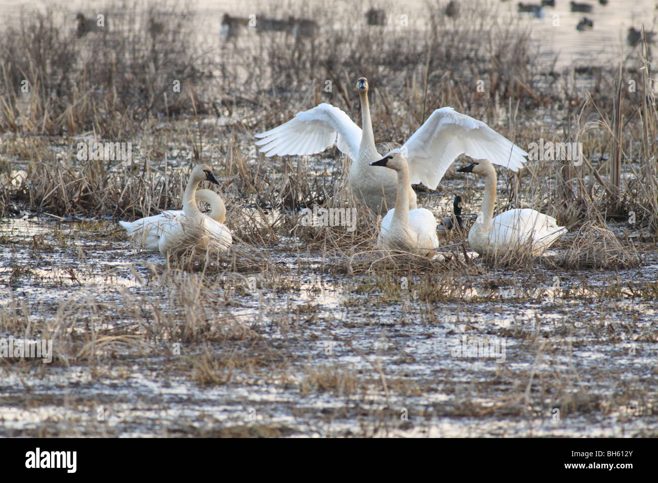 Swan group hi-res stock photography and images - Alamy