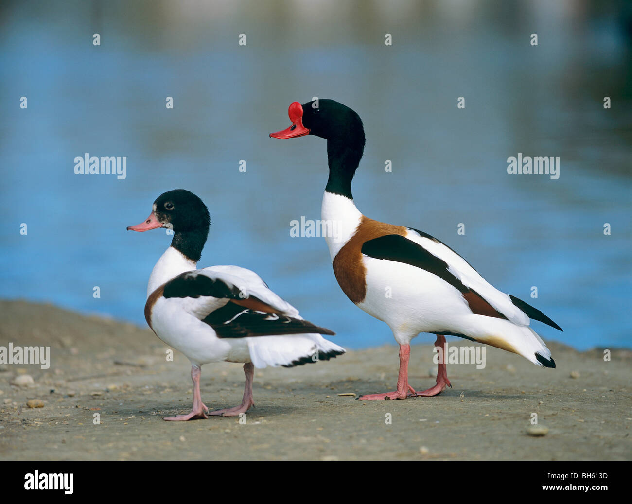 Male female geese hi-res stock photography and images - Alamy