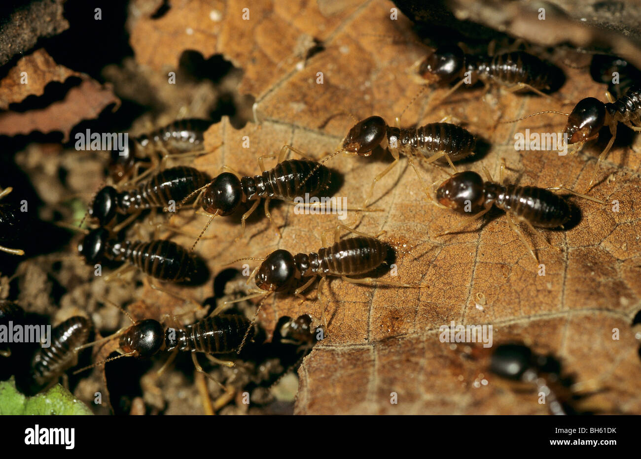 Termites isoptera hi-res stock photography and images - Alamy