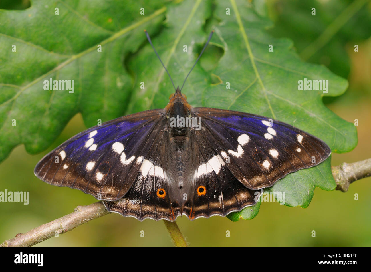 Lesser Purple Emperor Apatura ilia Photographed in France Stock Photo ...