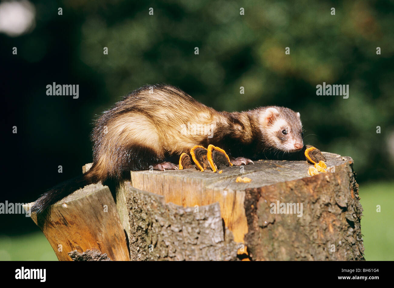 ferret - lying on a tree stump / Mustela putorius furo Stock Photo - Alamy