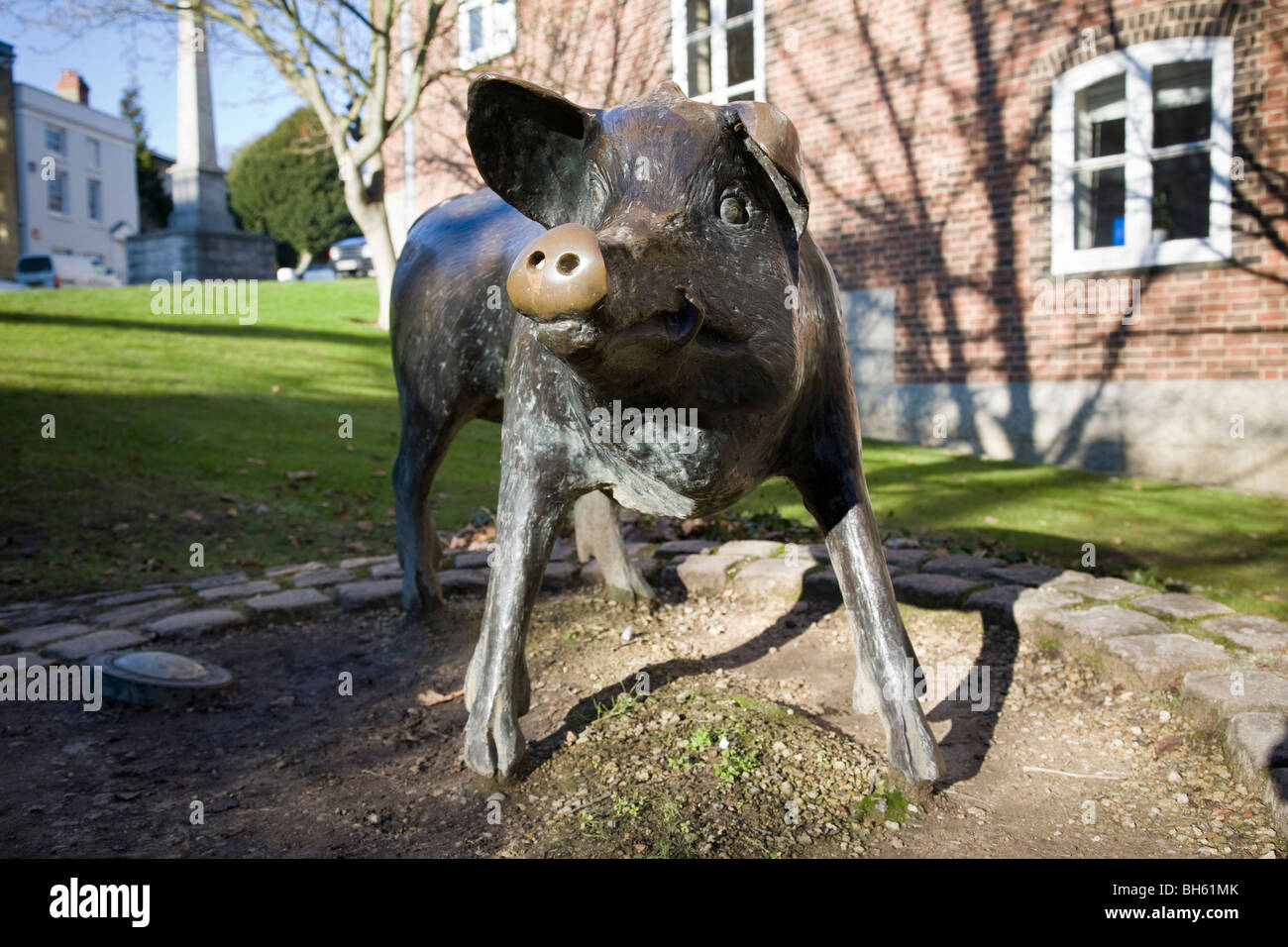 Hampshire hog hi-res stock photography and images - Alamy