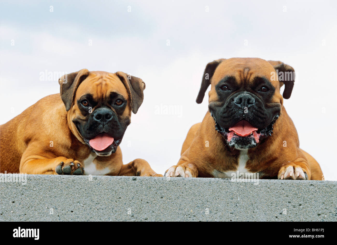 two Boxer dogs - lying on a wall looking towards the photographer Stock ...