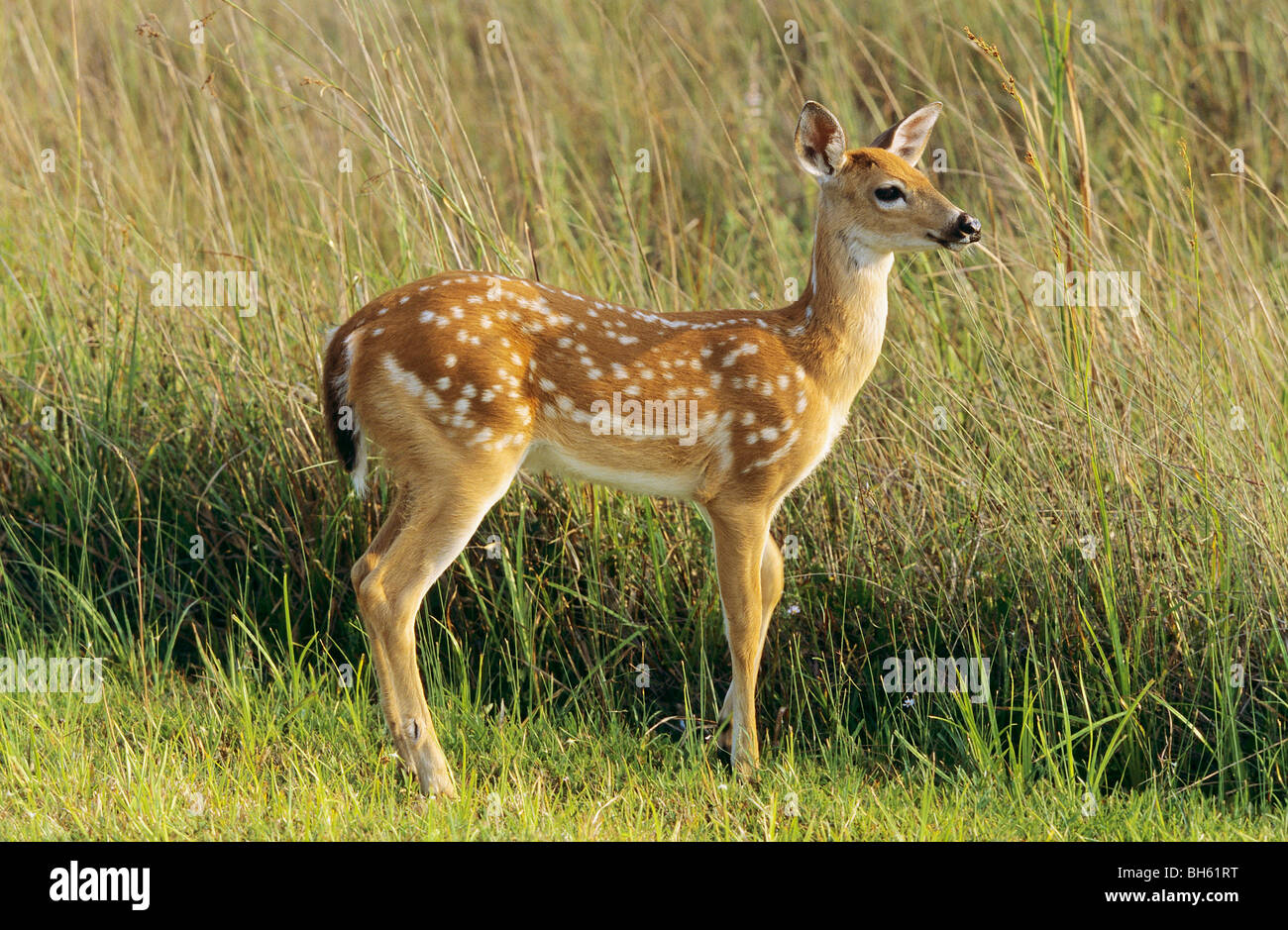 white-tailed deer - cub standing on flower meadow / Odocoileus ...