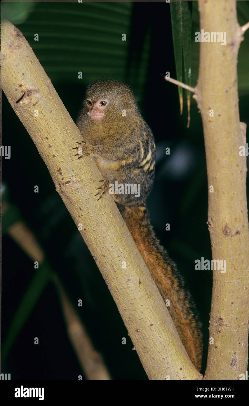 Pygmy Marmoset on a tree / Callithrix pygmaea Stock Photo - Alamy