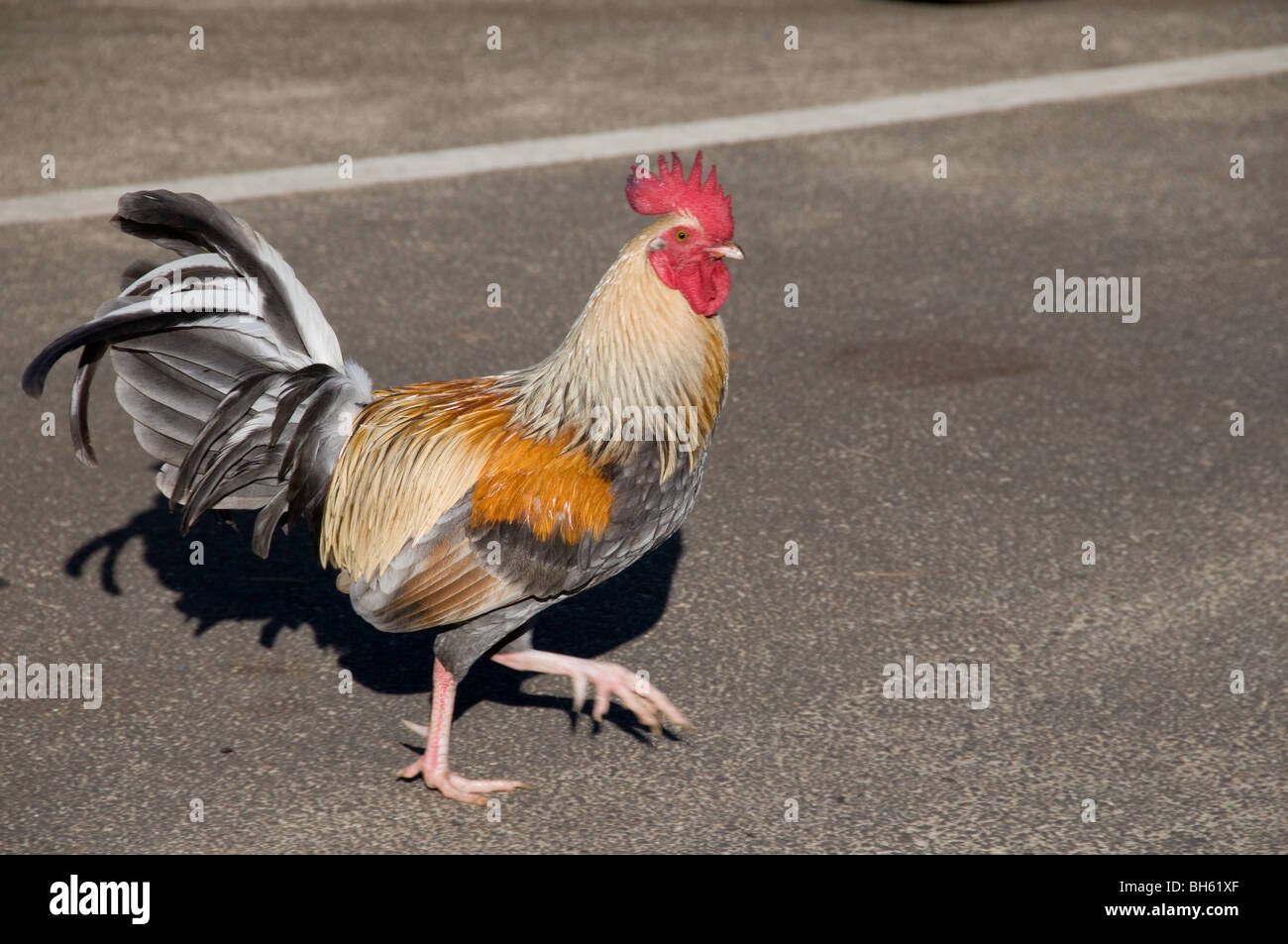 Kauai rooster hi-res stock photography and images - Alamy