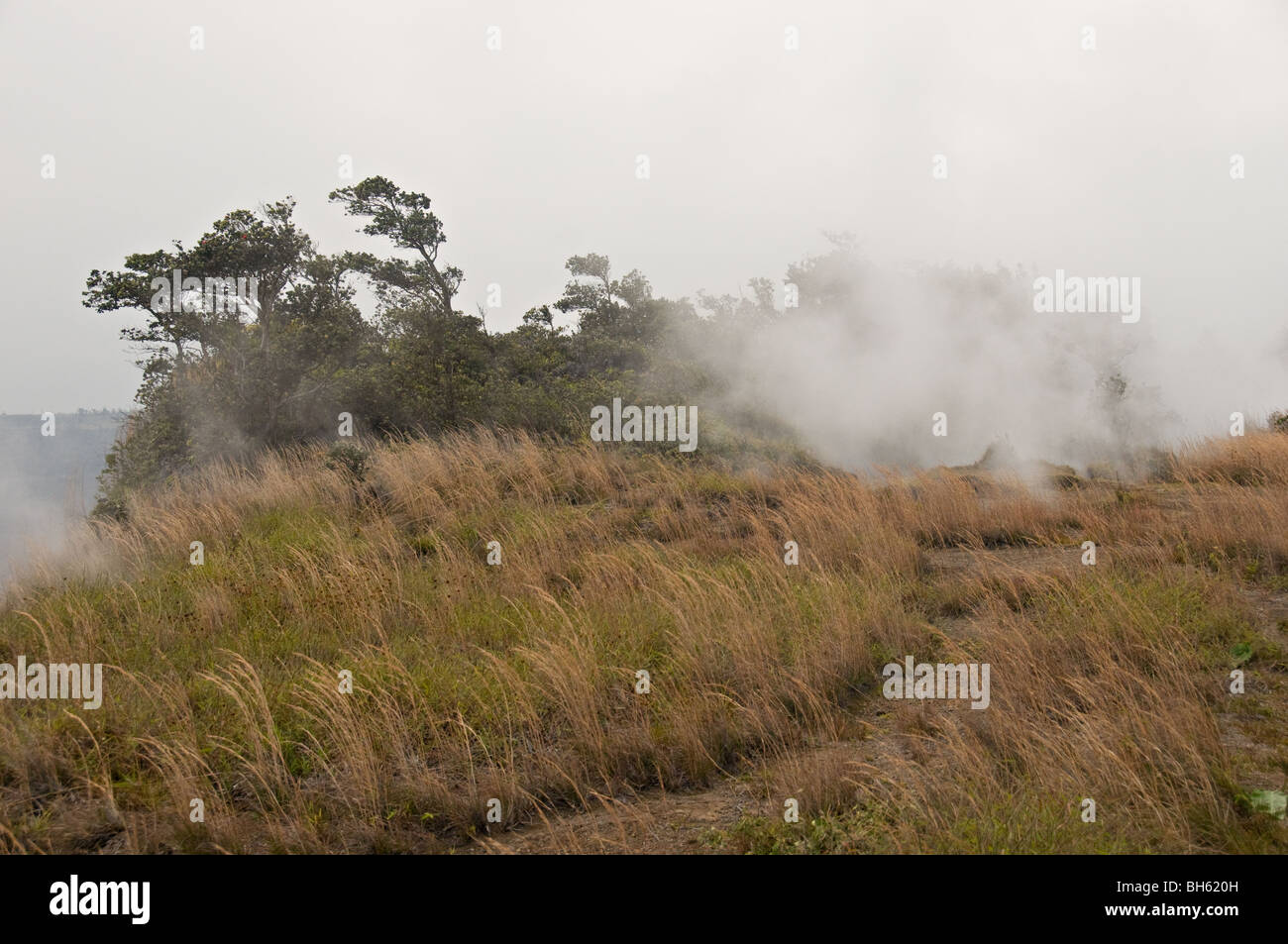 Steam venting from Volcano's .The Big Island, Hawaii Stock Photo - Alamy