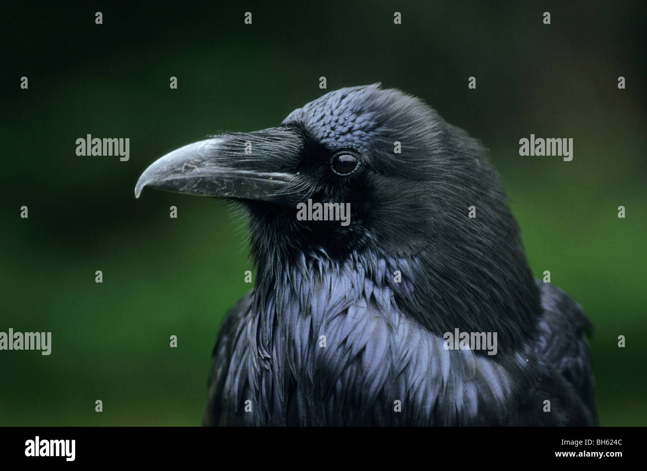 Corvus corax portrait hi-res stock photography and images - Alamy