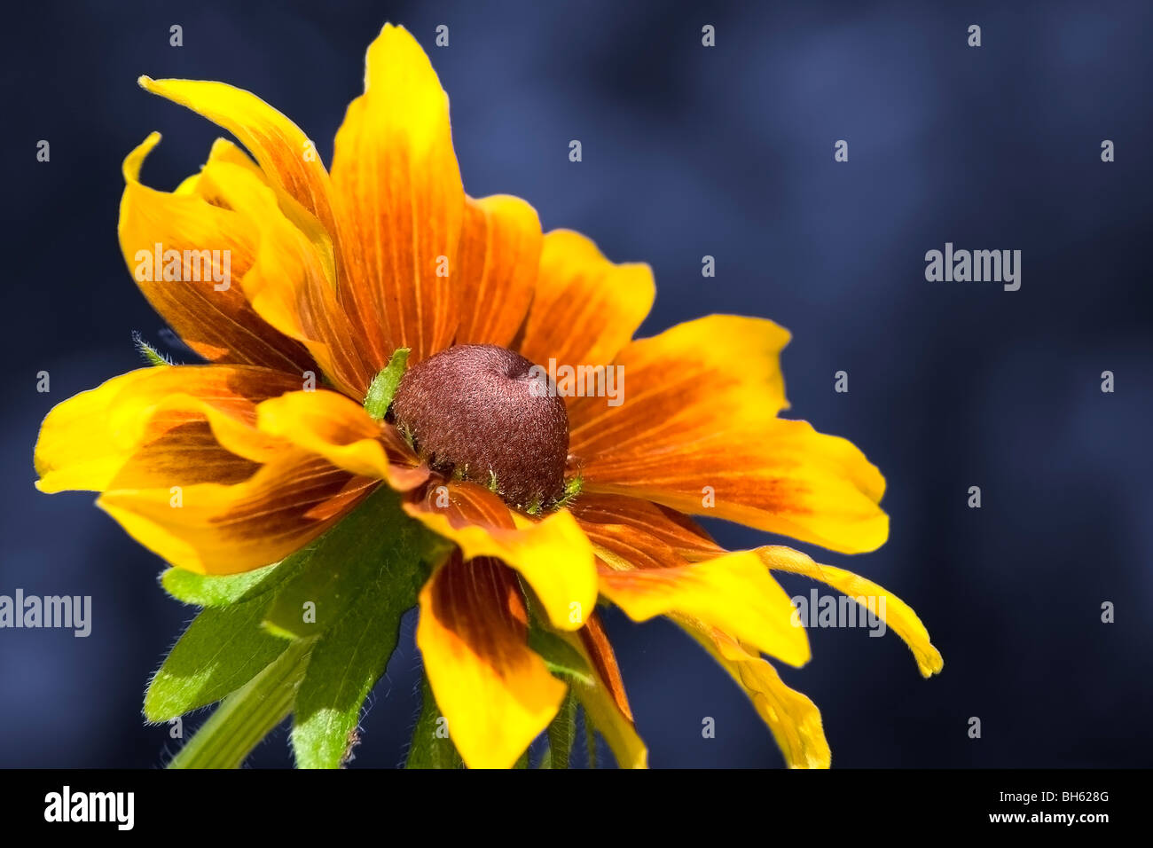 rudbeckie yellow flower on dark blue background Stock Photo - Alamy