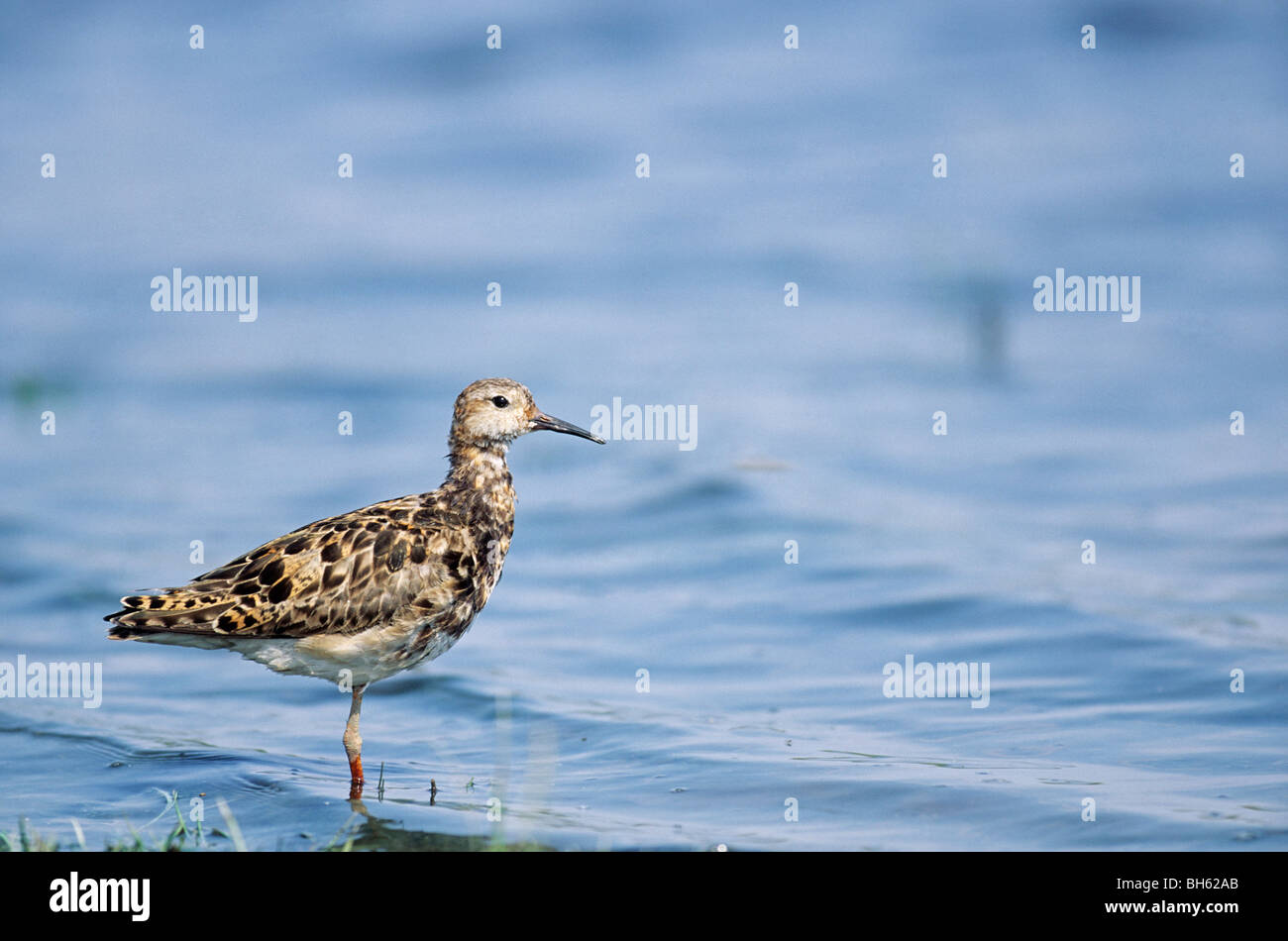 Ruff - male standing in water / Philomachus pugnax Stock Photo - Alamy