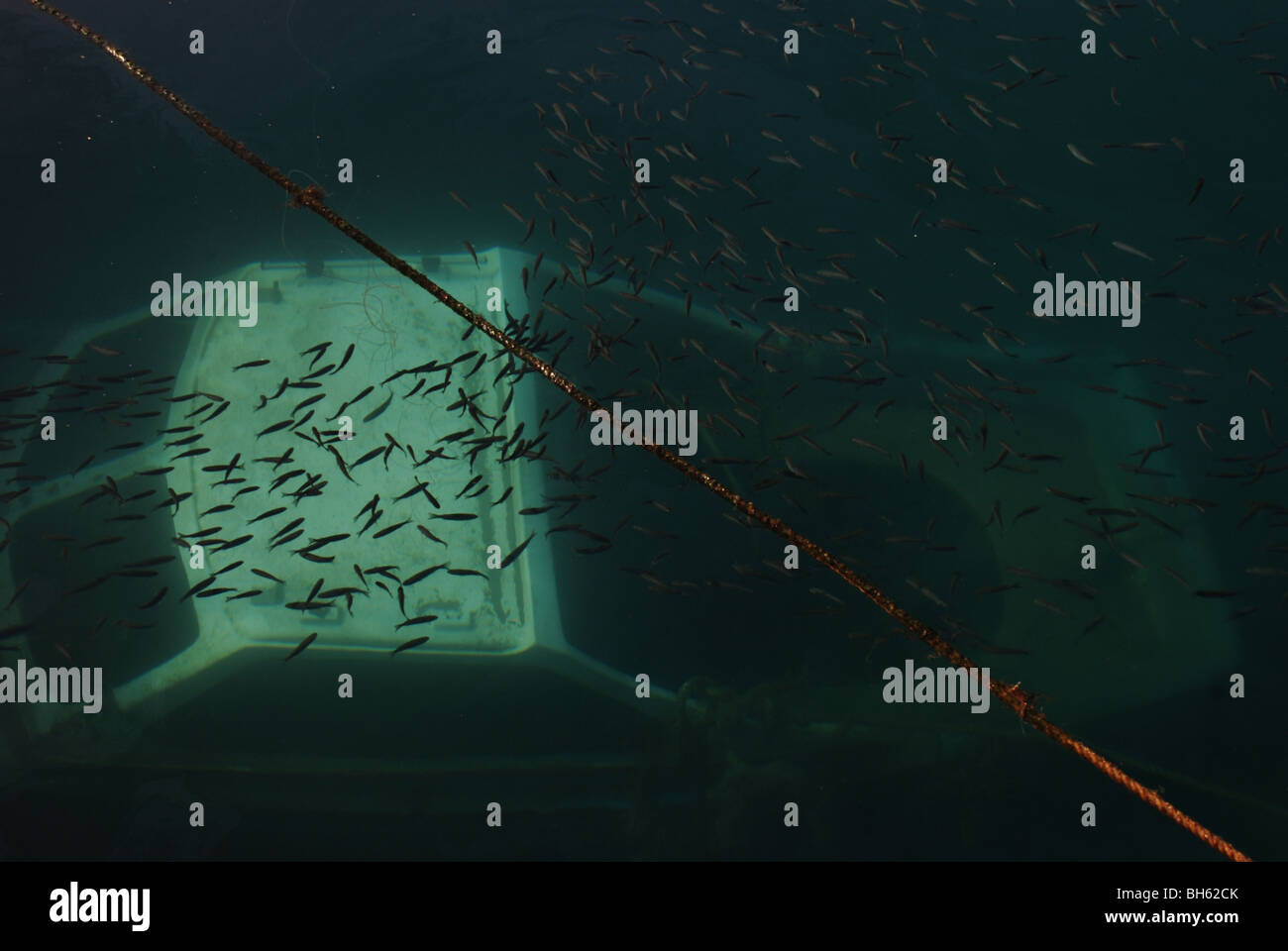 Submerged rope hi-res stock photography and images - Alamy