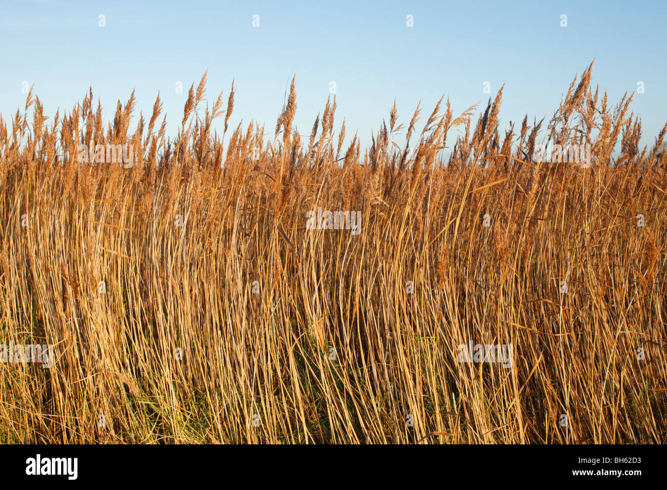 Reed beds coast hi-res stock photography and images - Alamy