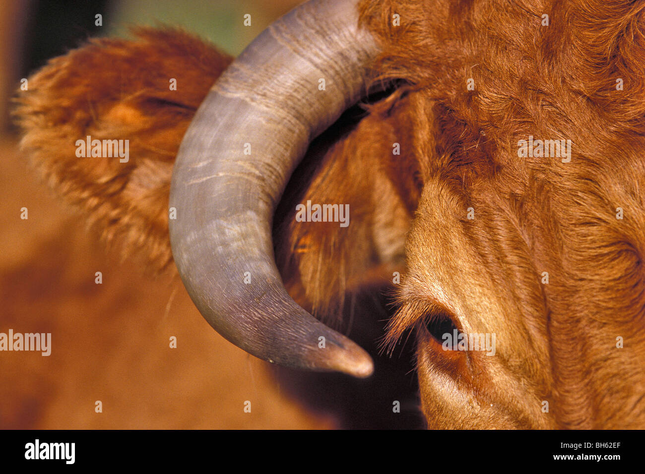 LIMOUSINE COW, DETAIL OF THE HORN, DORDOGNE, FRANCE Stock Photo - Alamy