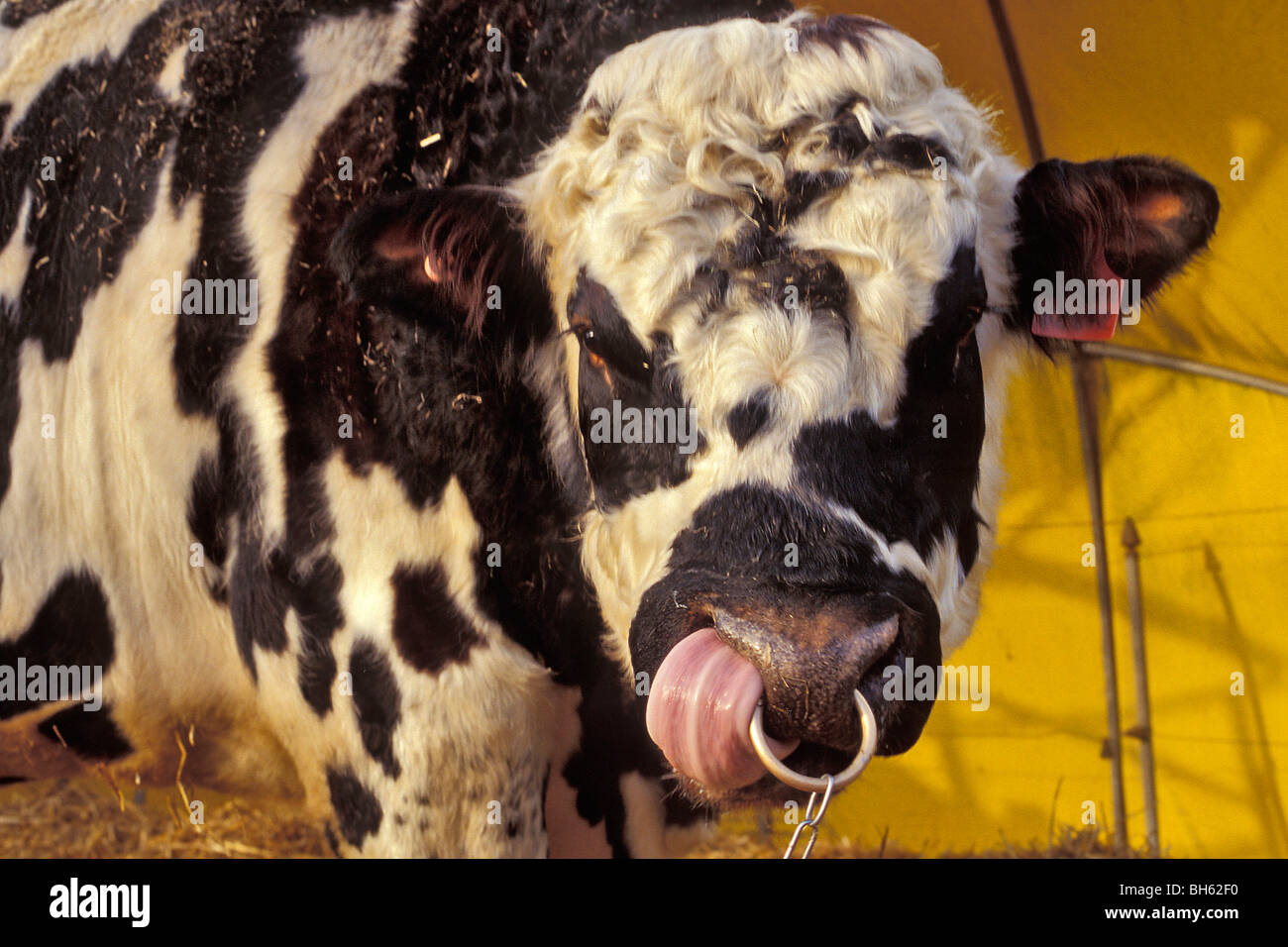 Artificial insemination cow hi-res stock photography and images - Alamy