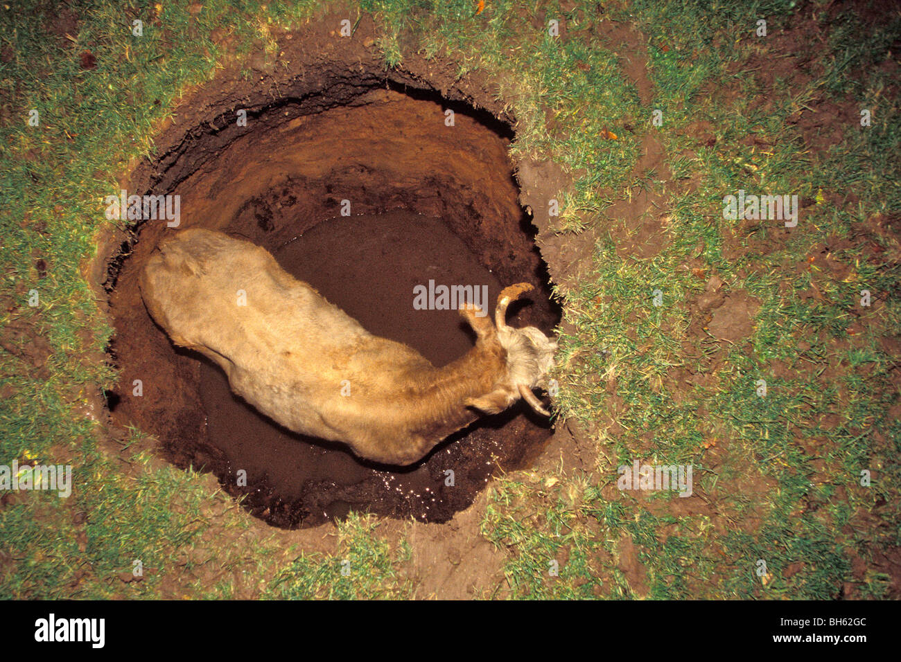 COW STUCK IN A MARL PIT, NORMANDY, FRANCE Stock Photo - Alamy