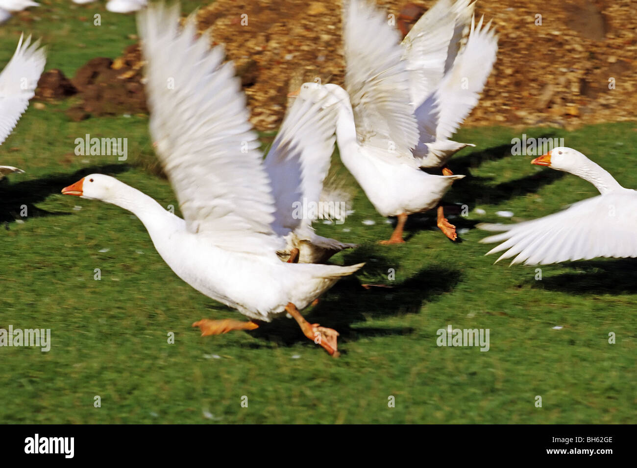 GEESE RUNNING, FARMYARD BREEDING Stock Photo - Alamy