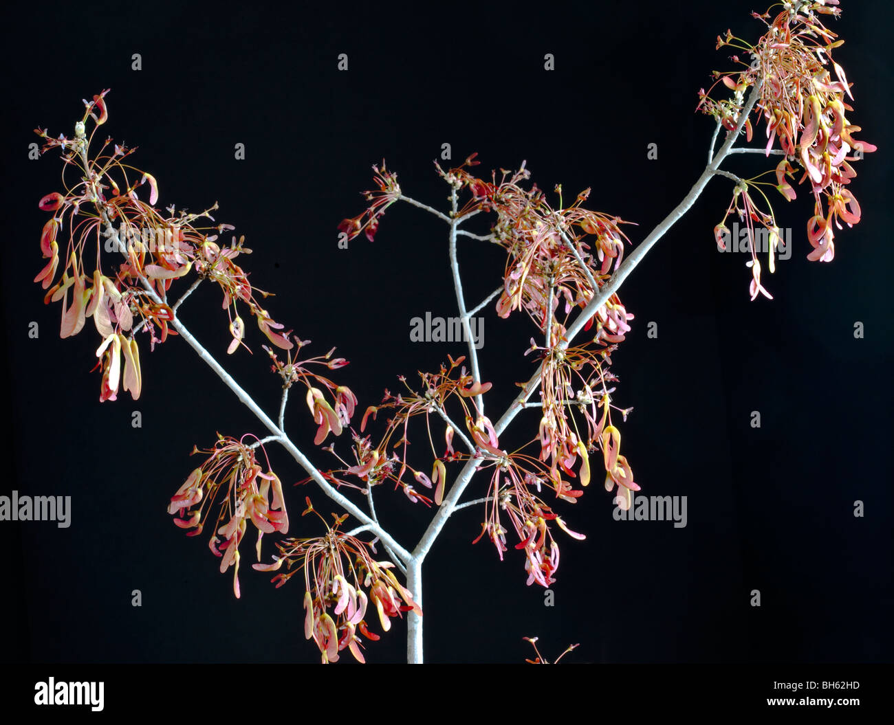 Red Maple Seedlings, acer rubrum Stock Photo - Alamy