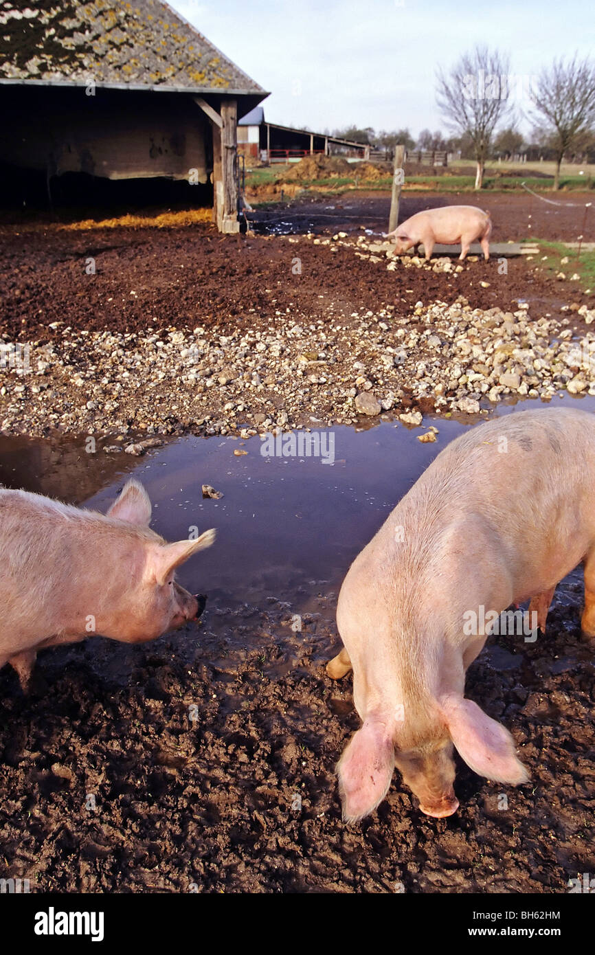 FREE RANGE PIG FARM, NORMANDY, FRANCE Stock Photo - Alamy