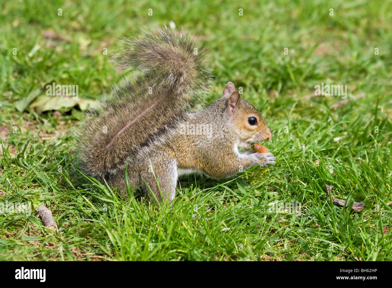 Squirrel Eating Grass High Resolution Stock Photography and Images - Alamy