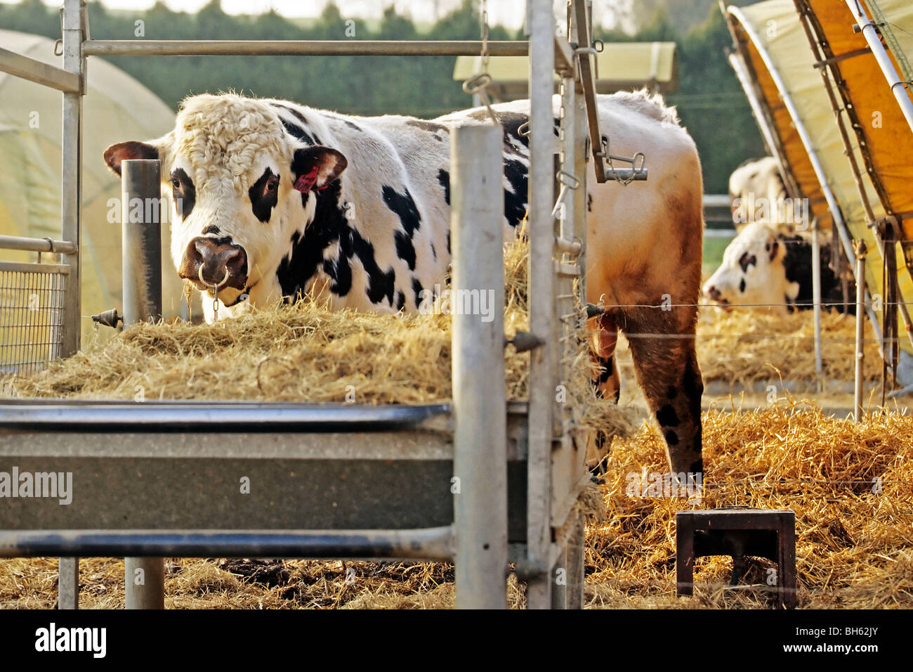 Artificial insemination animal hi-res stock photography and images - Alamy