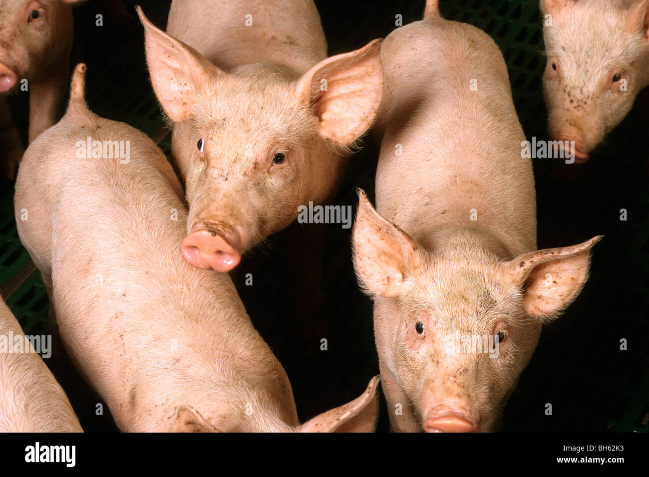 Battery pig farm lamballe brittany hi-res stock photography and images ...