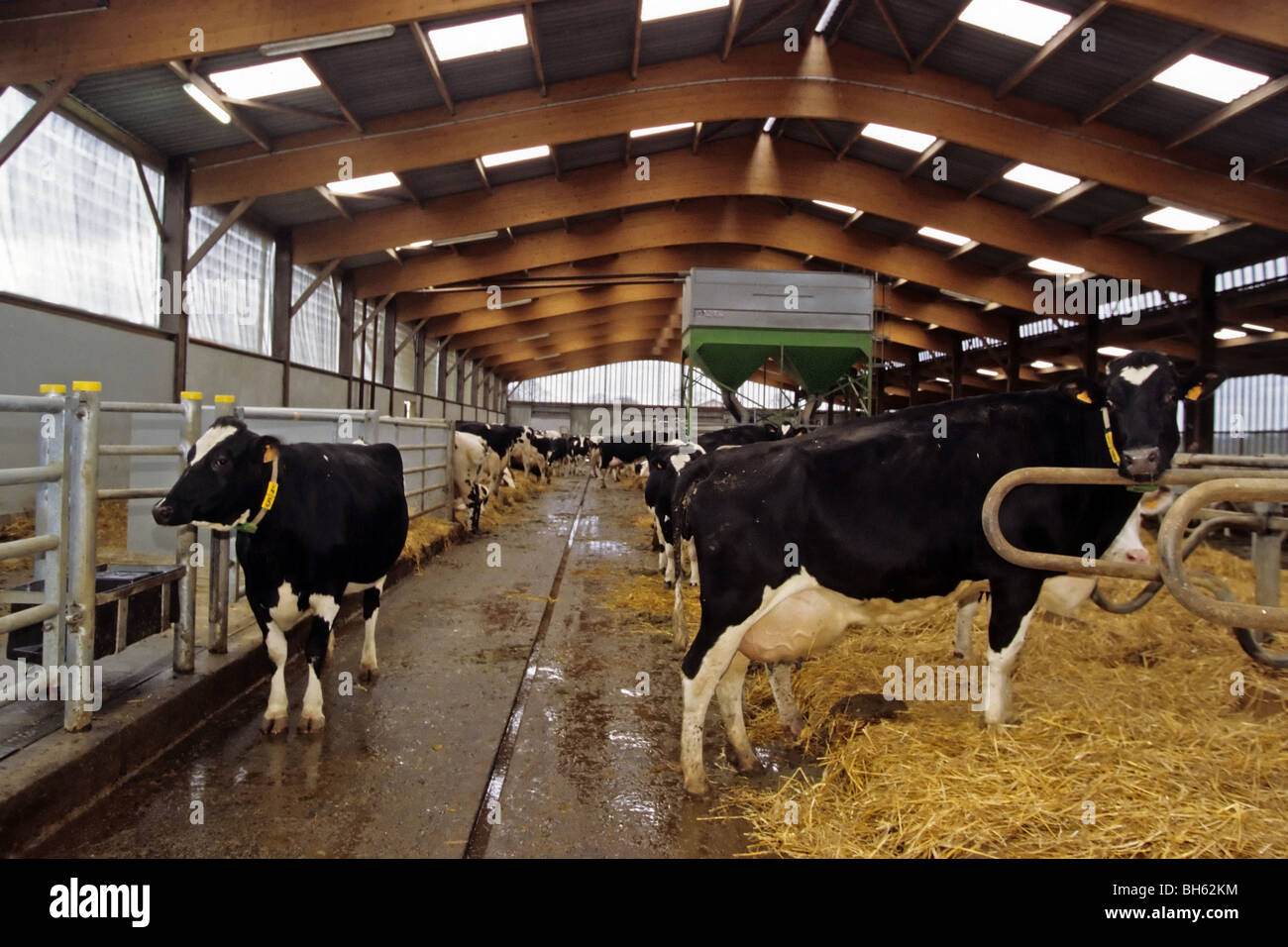 Animal cows in a stable of stalls hi-res stock photography and images ...