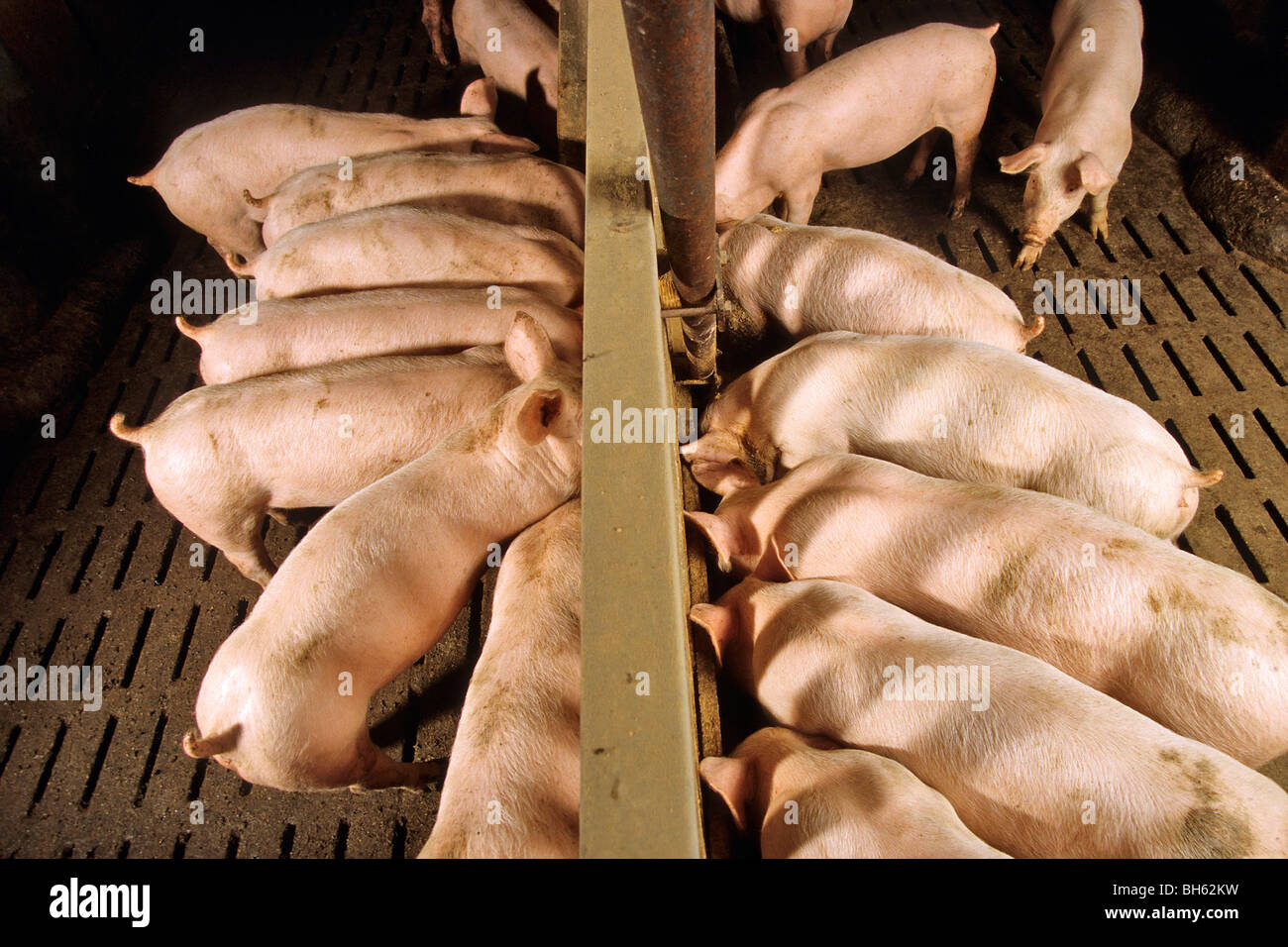 BATTERY PIG FARM, LAMBALLE, BRITTANY, FRANCE Stock Photo - Alamy