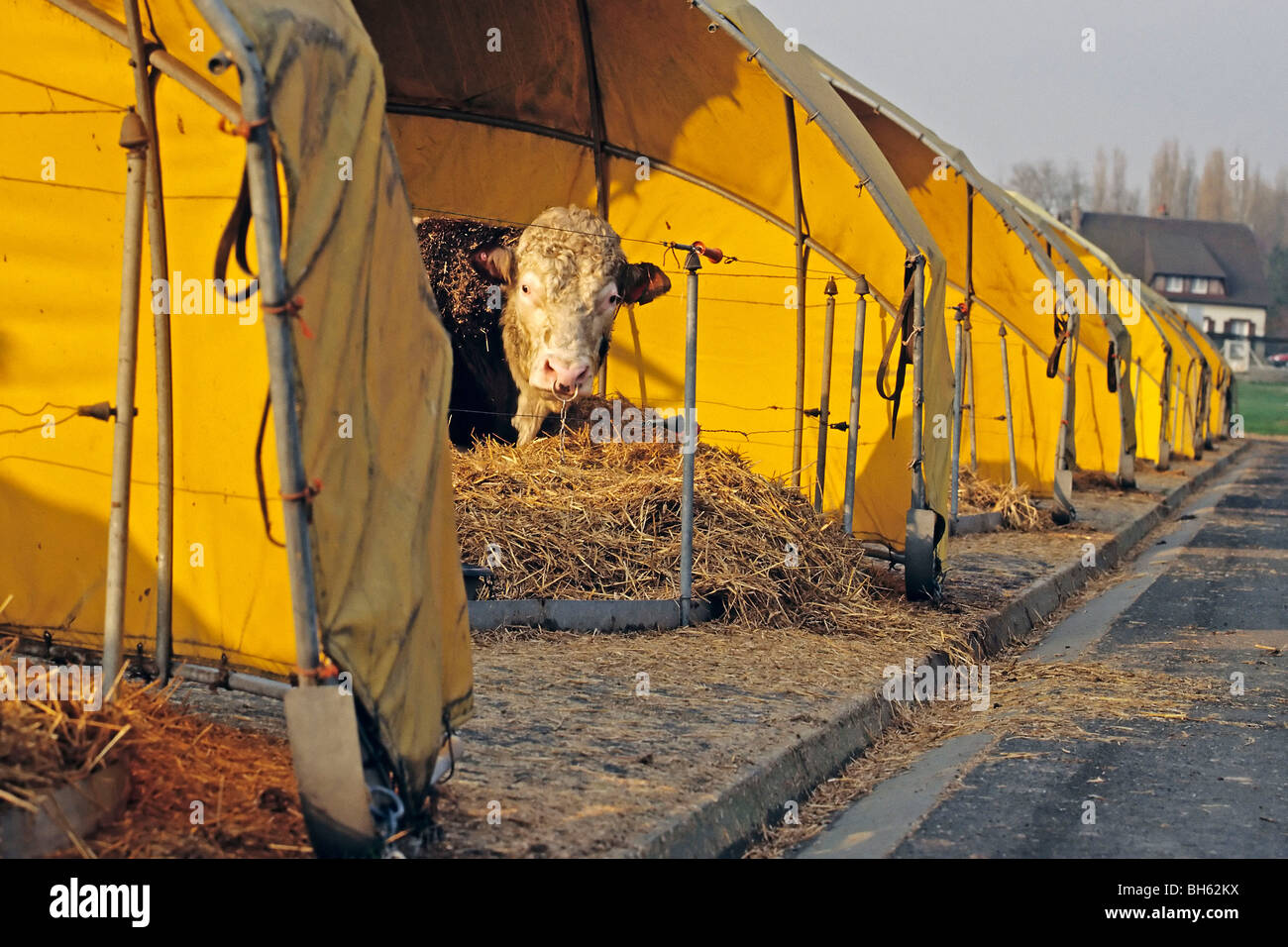 Artificial insemination cow hi-res stock photography and images - Alamy