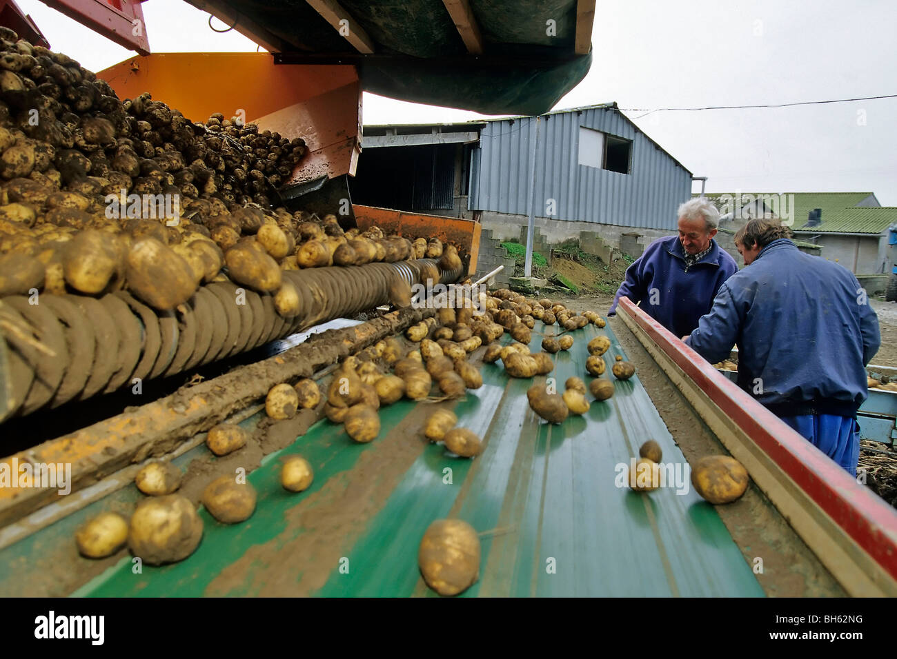 Potato gathering and sorting potatoes hi-res stock photography and ...