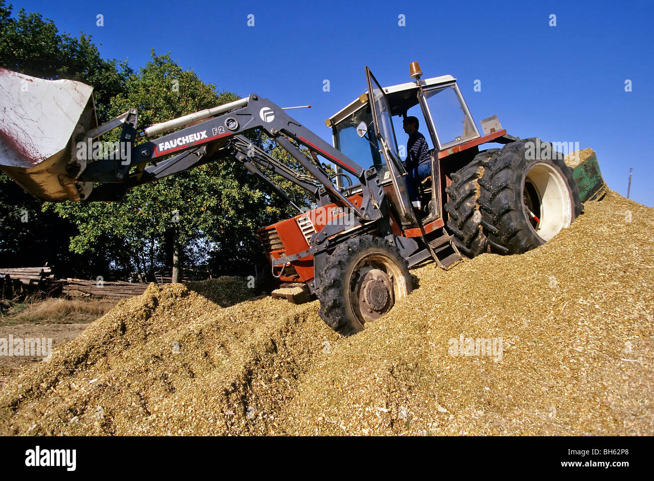 ENSILAGE OF CORN WITH A STEAM SHOVEL, HARVESTING CORN FOR FODDER IN THE ...