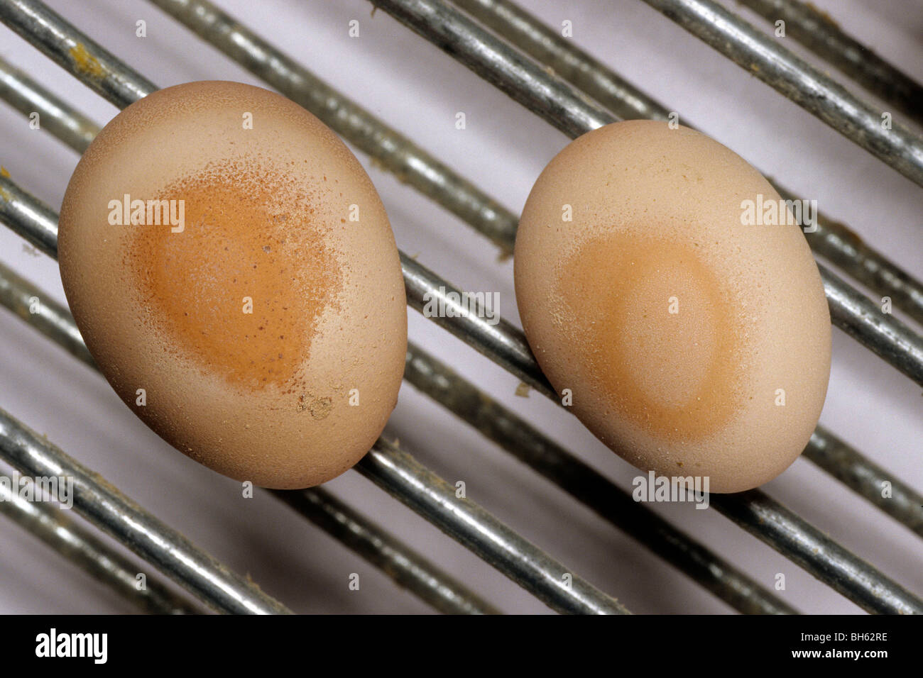 Laying hens hi-res stock photography and images - Alamy