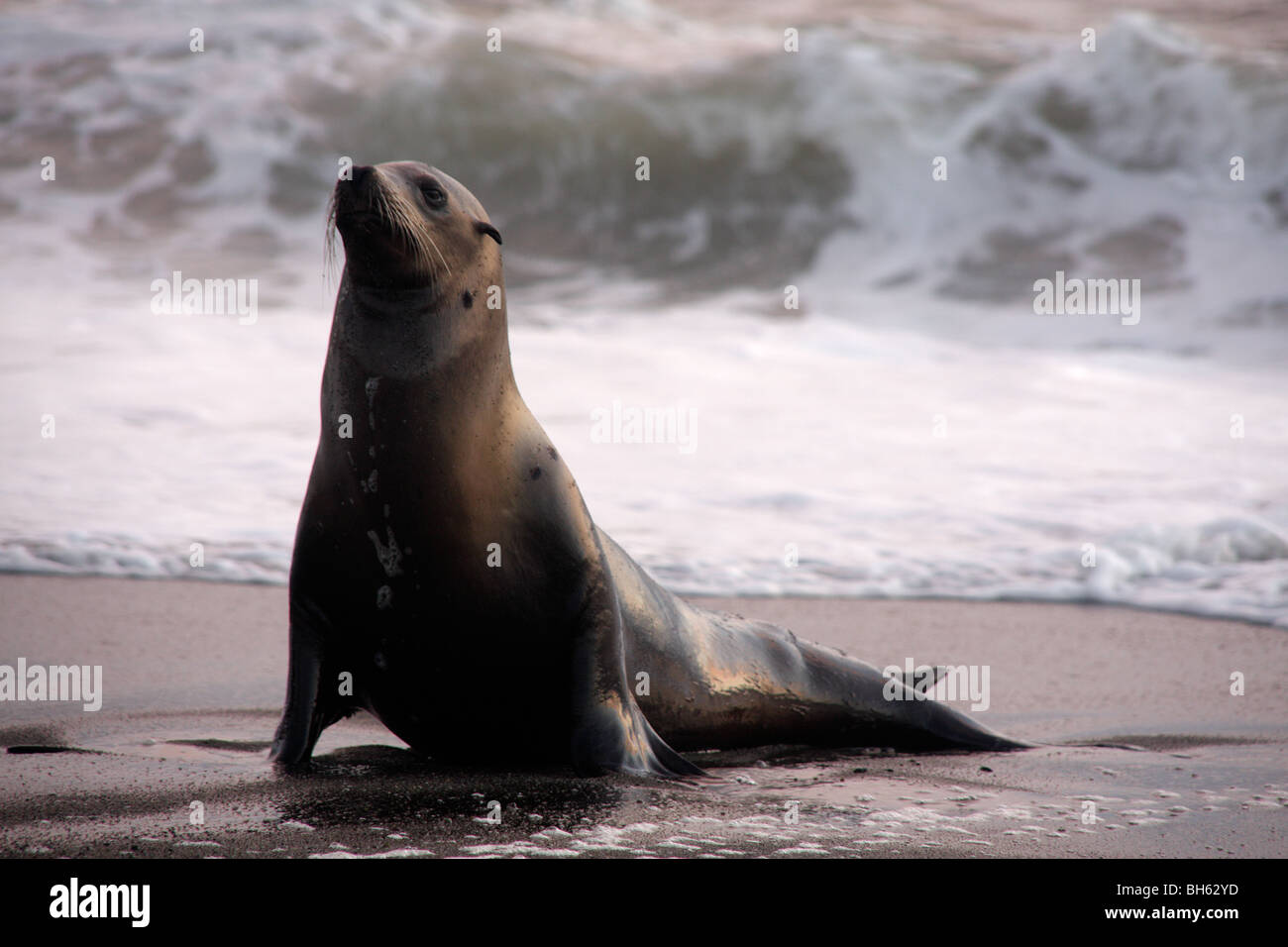 Californian Sea Lion High Resolution Stock Photography and Images - Alamy