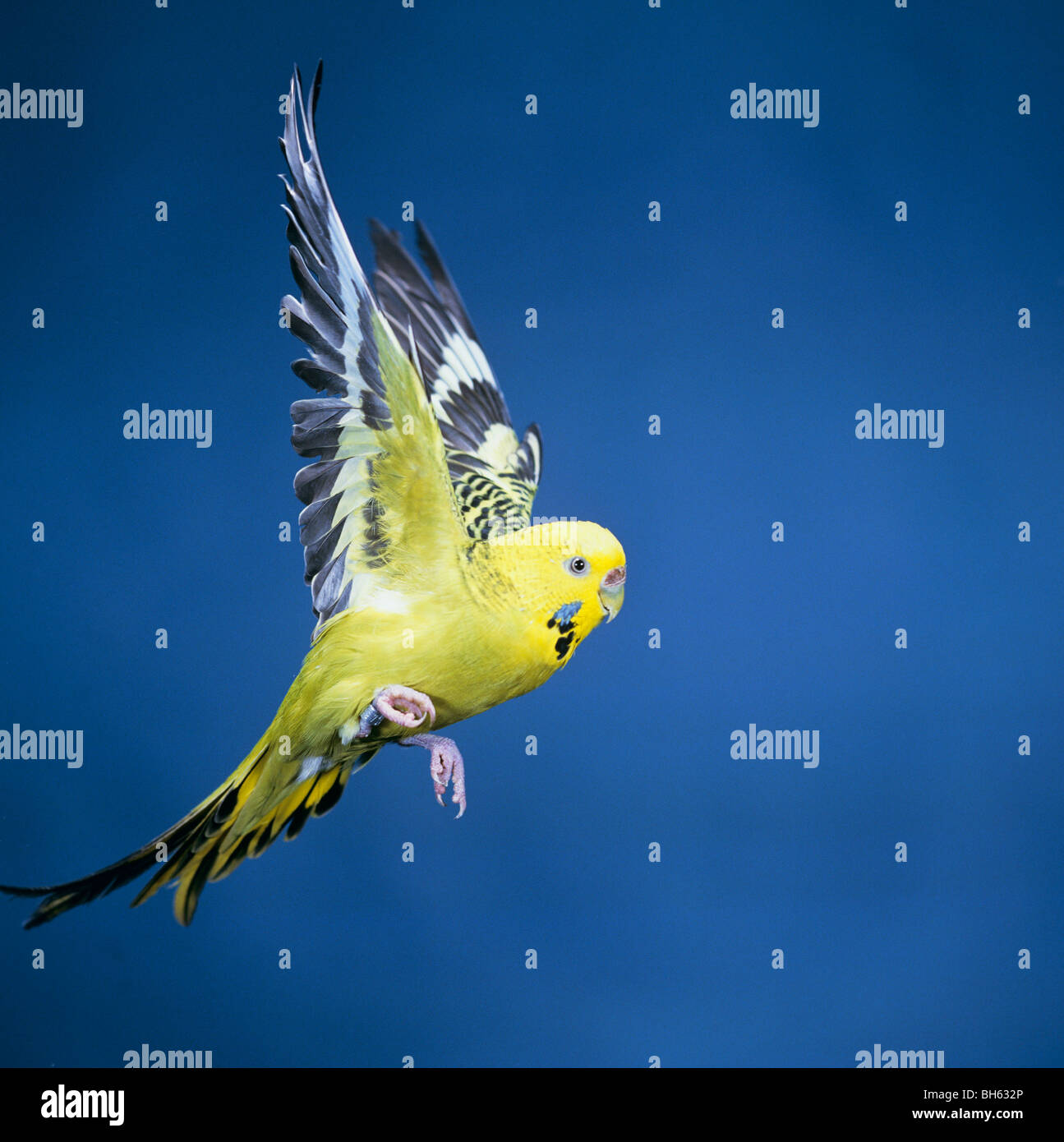 Blue Parakeet Flying