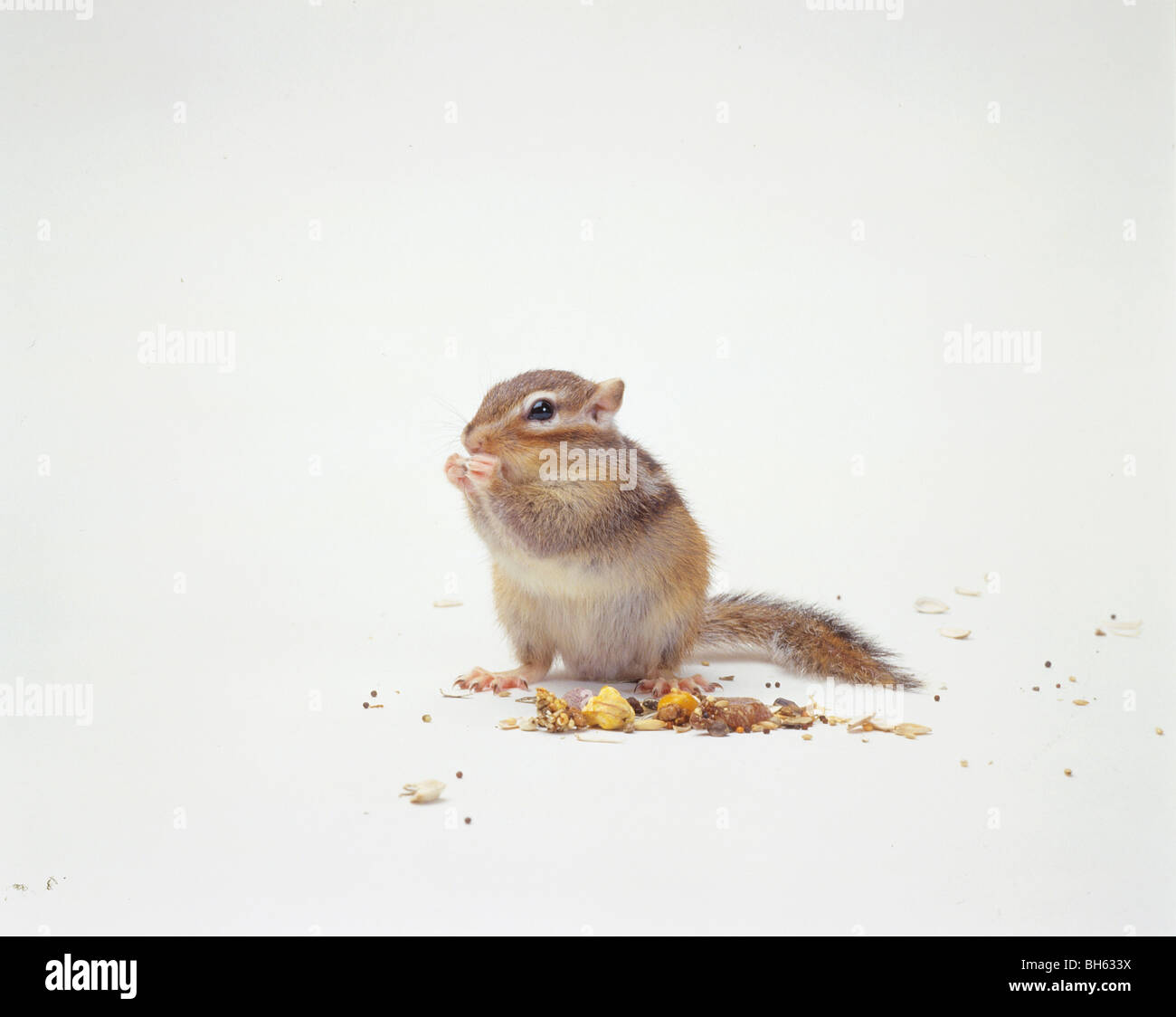 Chipmunk - munching - cut out / Tamias Stock Photo - Alamy