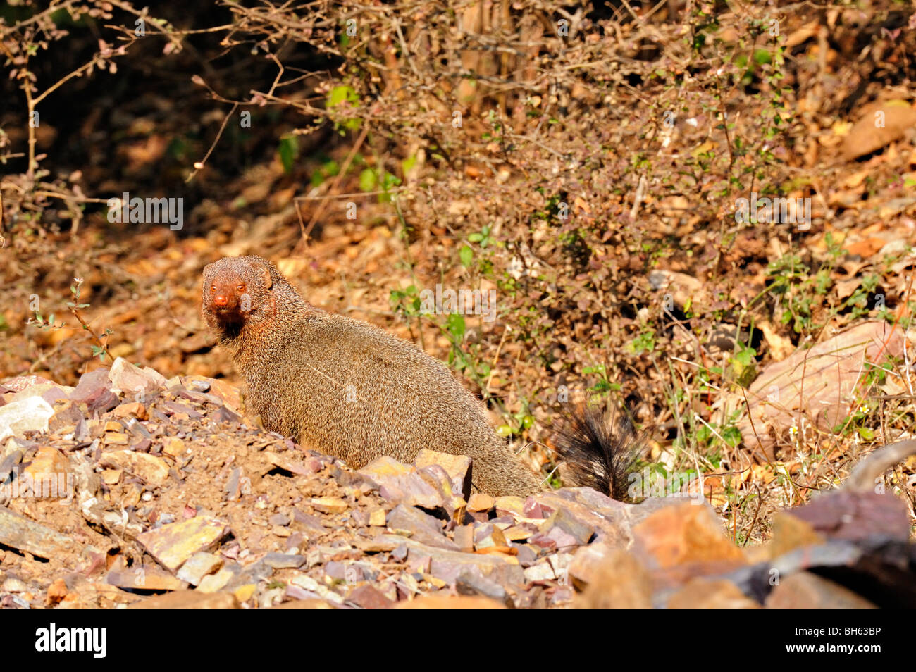 Ruddy Mongoose or Black-tailed mongoose (Herpestes smithii) in ...