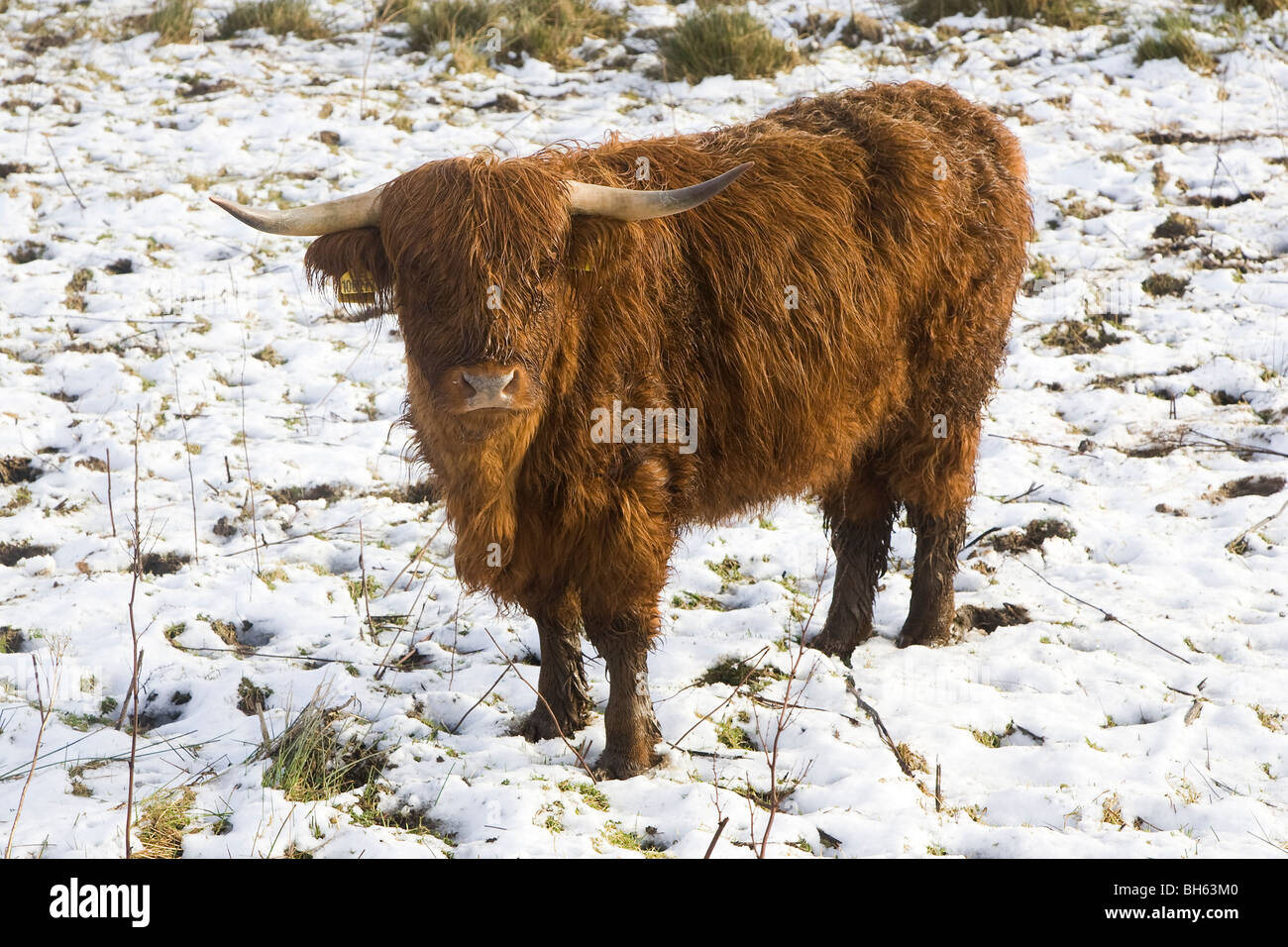 Highland cow in snow hi-res stock photography and images - Alamy