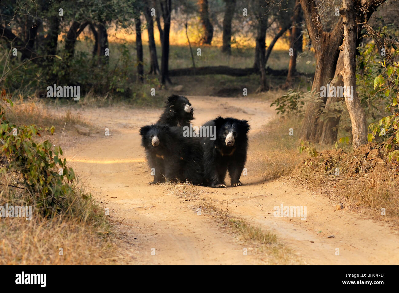 Sloth Bear family (Melursus ursinus), also known as the Labiated Bear ...