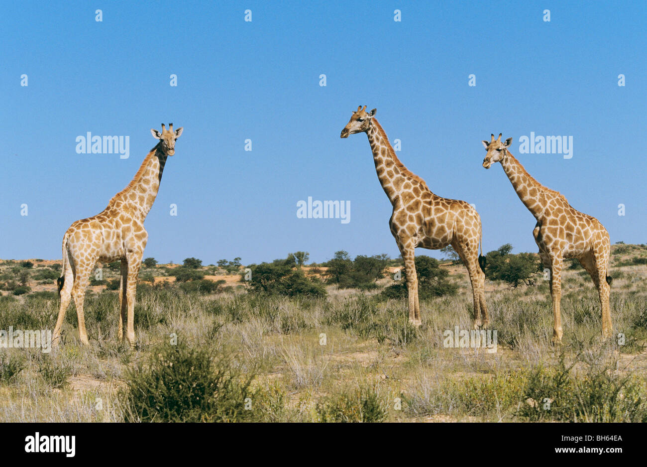 three giraffes - standing / Giraffa camelopardalis Stock Photo - Alamy