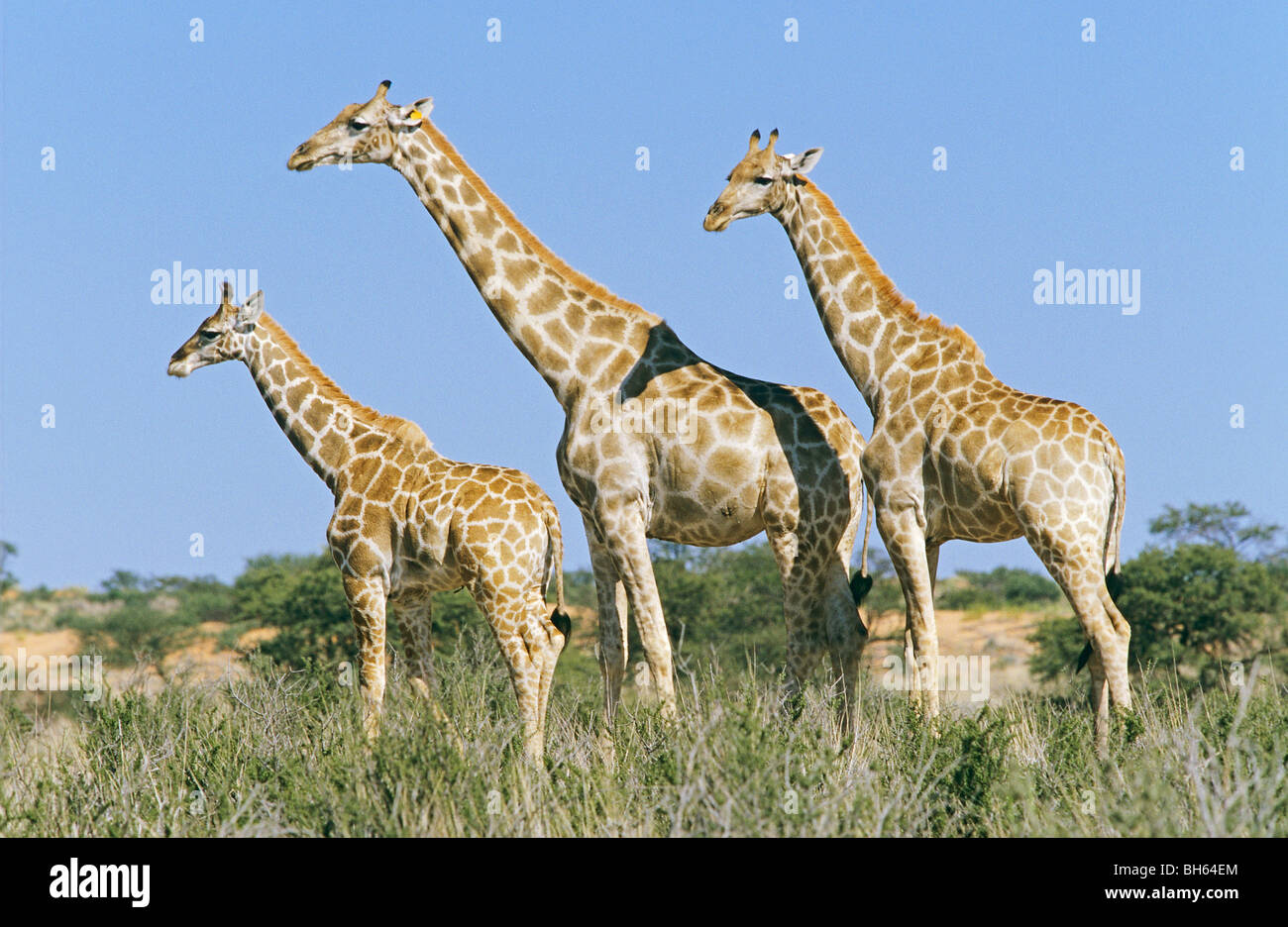 three giraffes - standing / Giraffa camelopardalis Stock Photo - Alamy