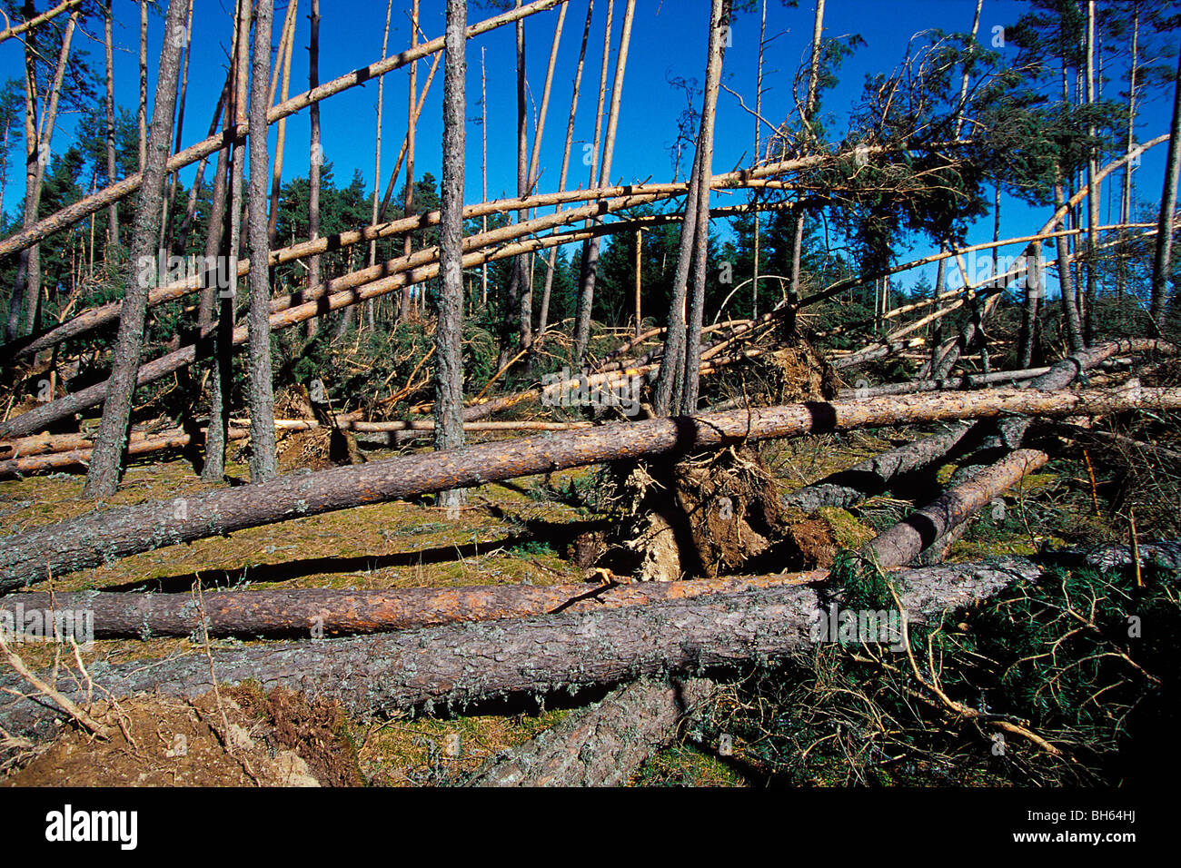 Tree blown over in hurricane hi-res stock photography and images - Alamy