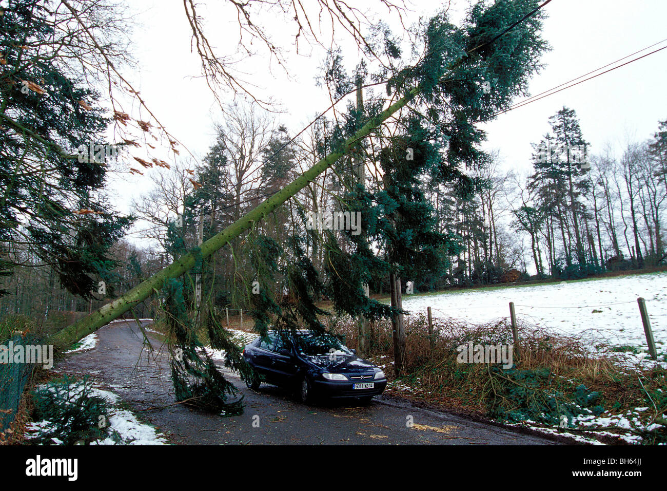 UPROOTED TREES, BAD WEATHER AND DAMAGE CAUSED BY THE STORMS IN DECEMBER ...